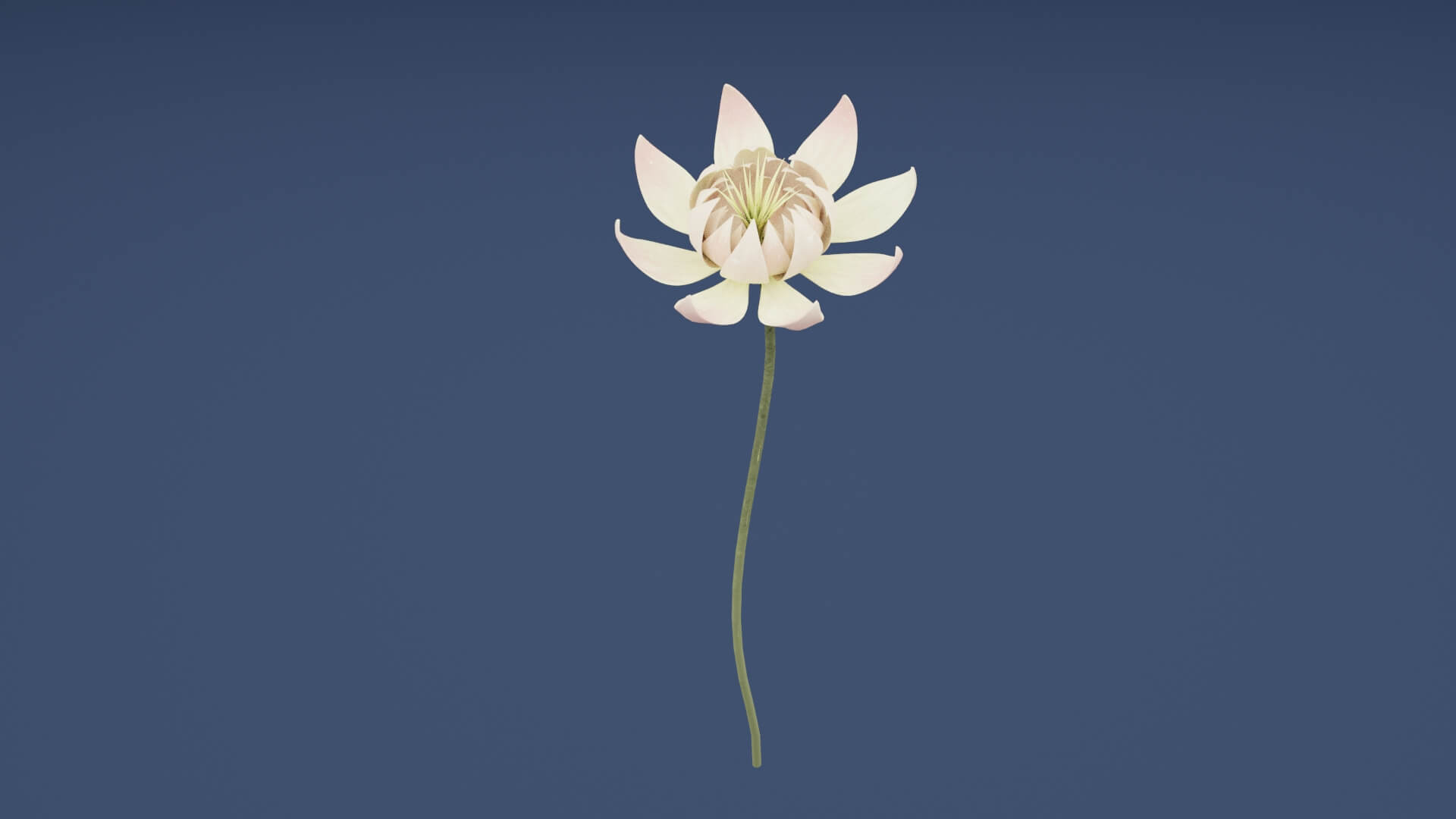 Lotus Flower - 3D Model by thedazking