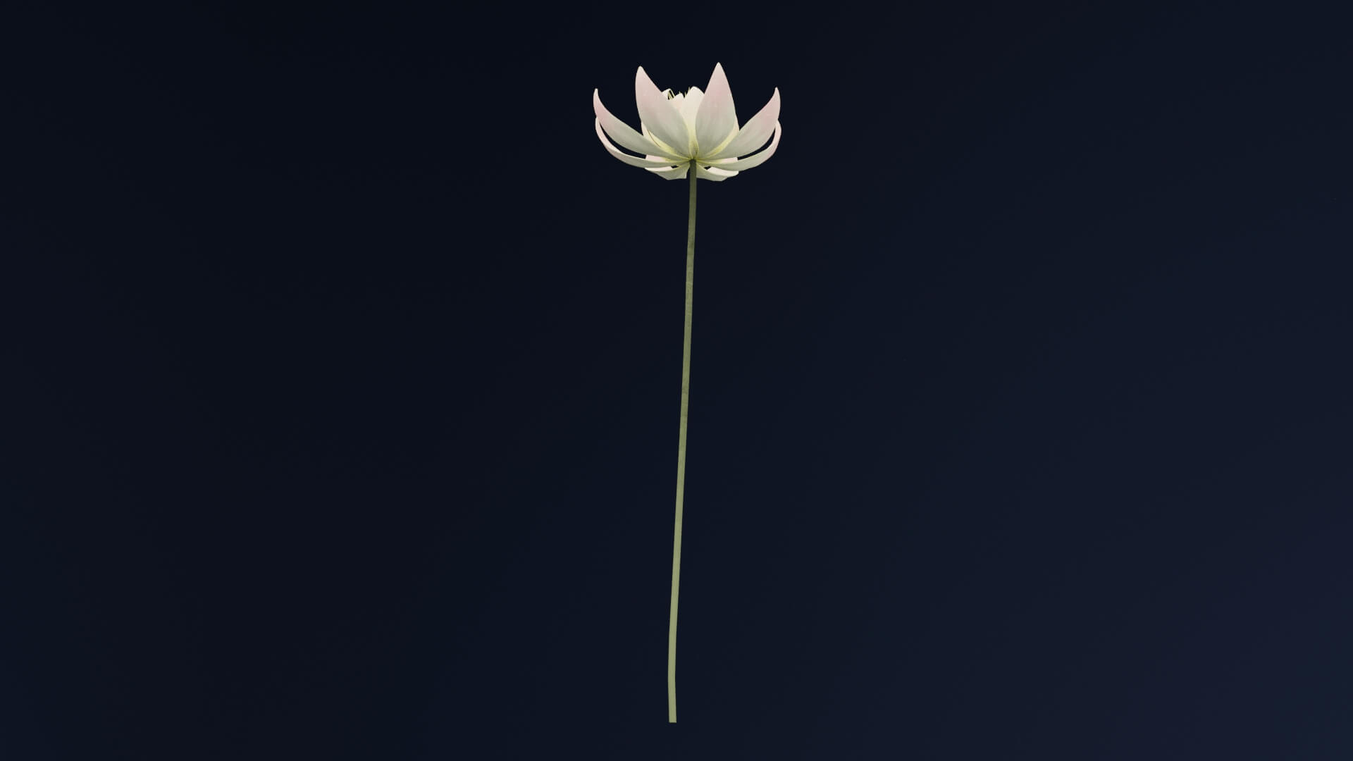 Lotus Flower - 3D Model by thedazking
