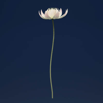 Lotus Flower - 3D Model by thedazking