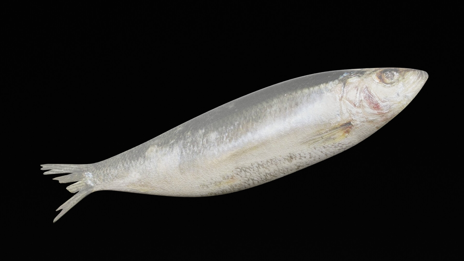 Raw Fish Culinary - 3D Model by thedazking