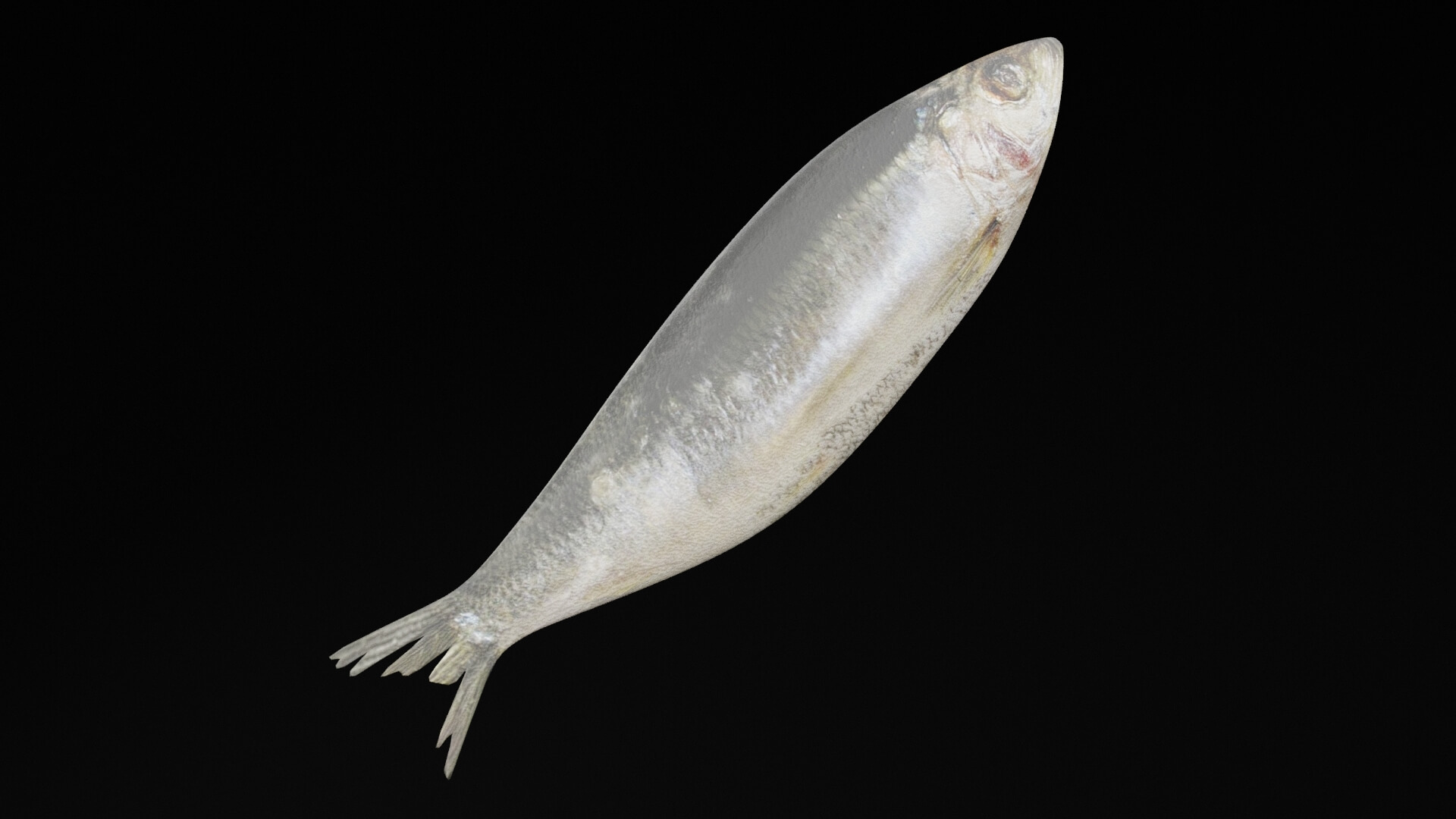 Raw Fish Culinary - 3D Model by thedazking