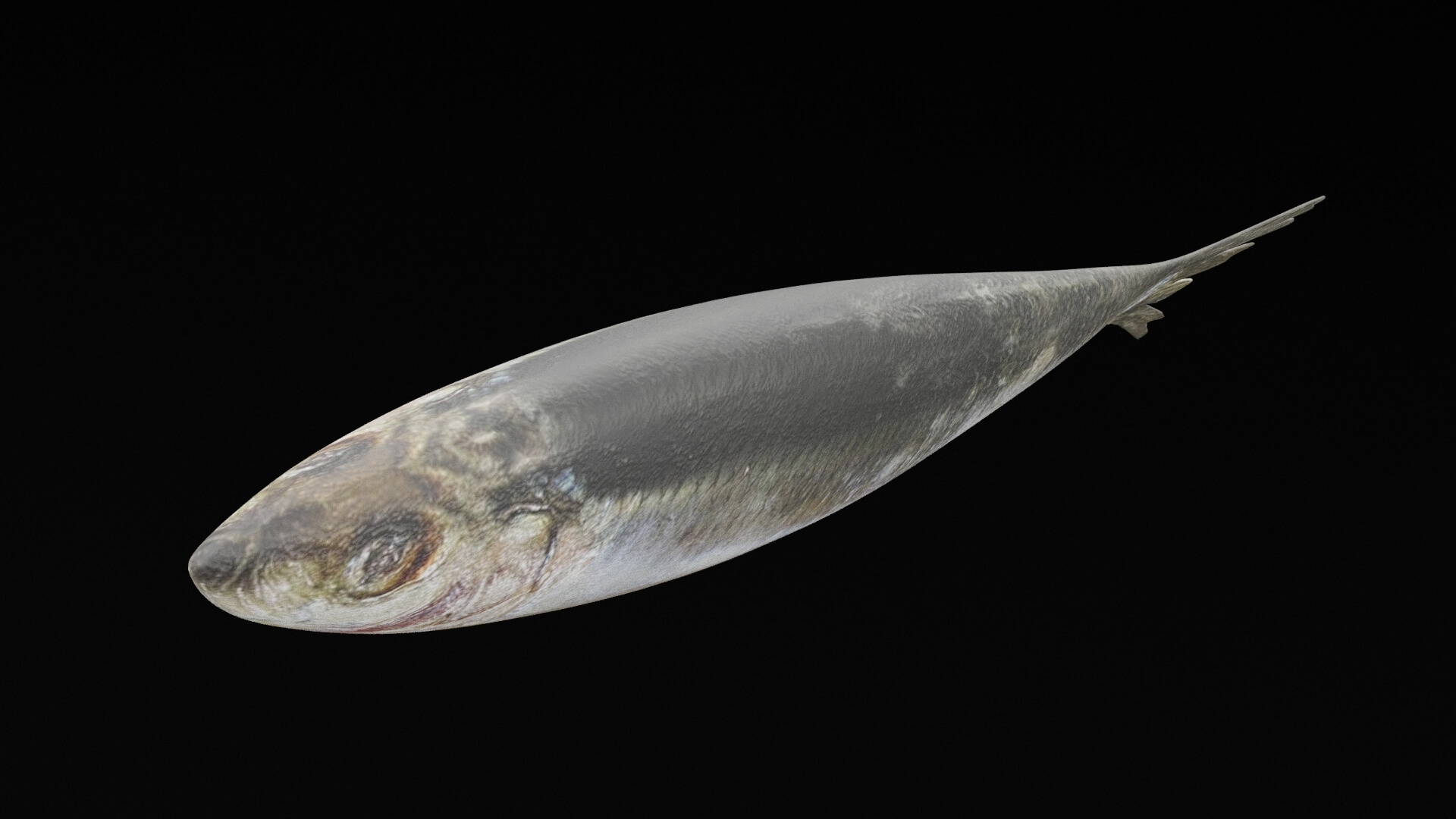 Raw Fish Culinary - 3D Model by thedazking