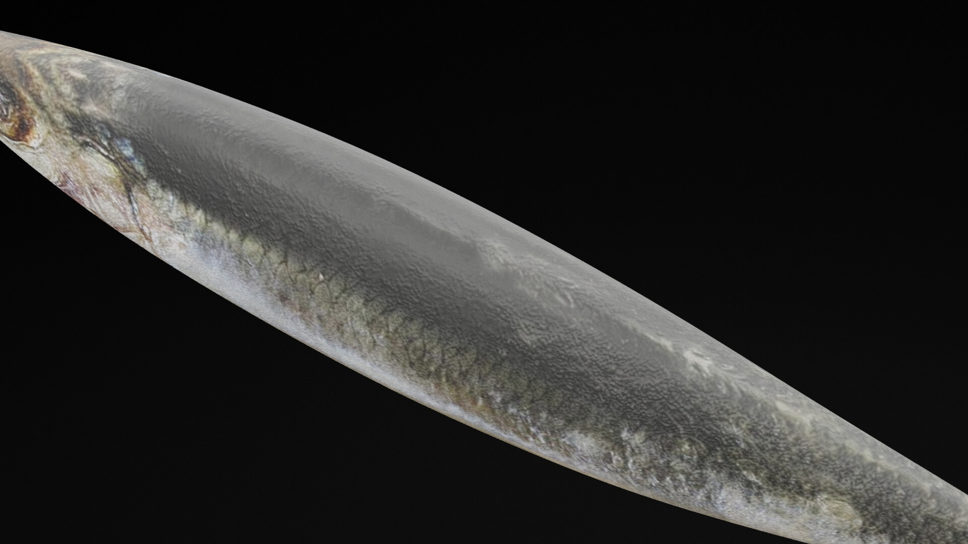 Raw Fish Culinary - 3D Model by thedazking