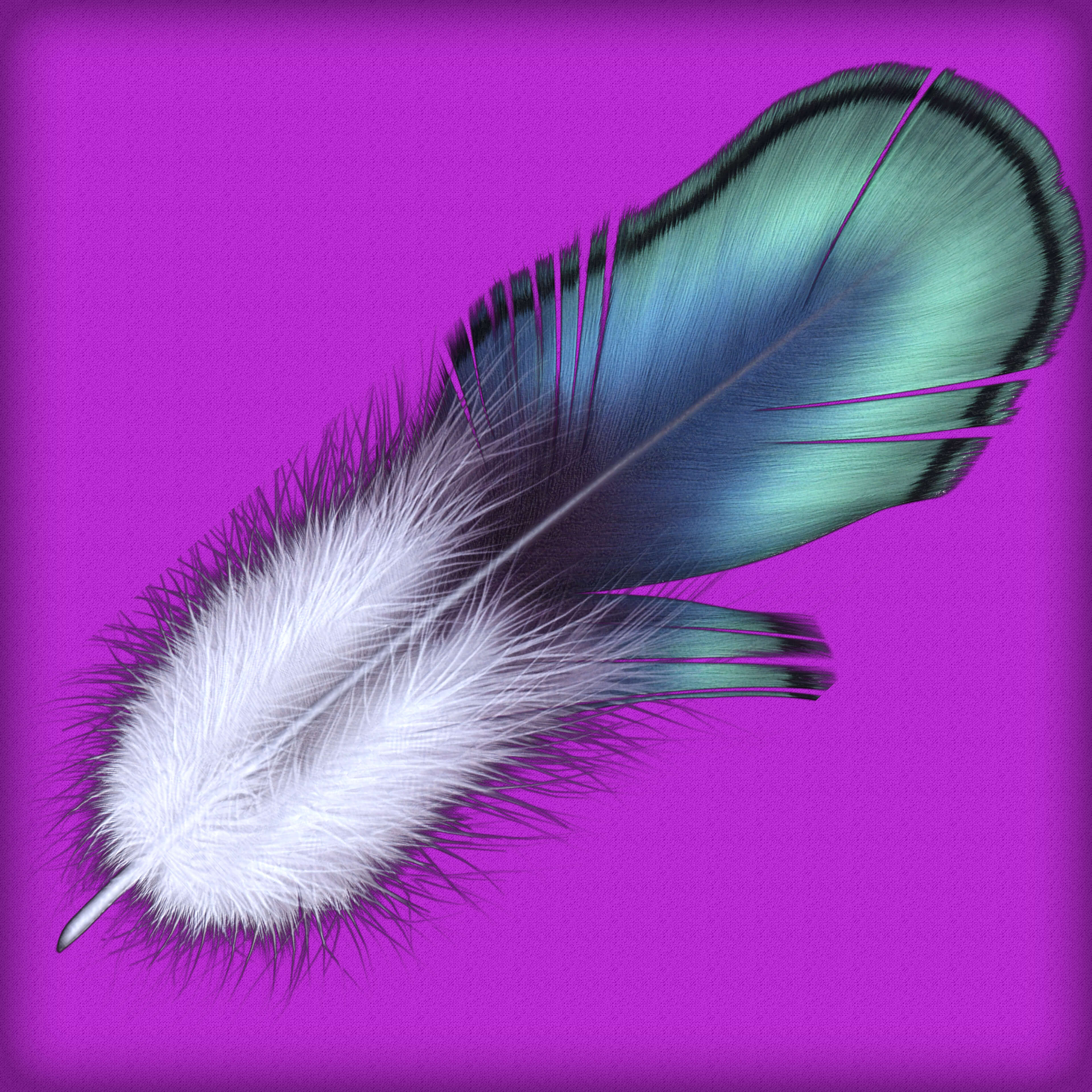 Tickling Feathers Set *Updated* - Daz Content by TheDevian