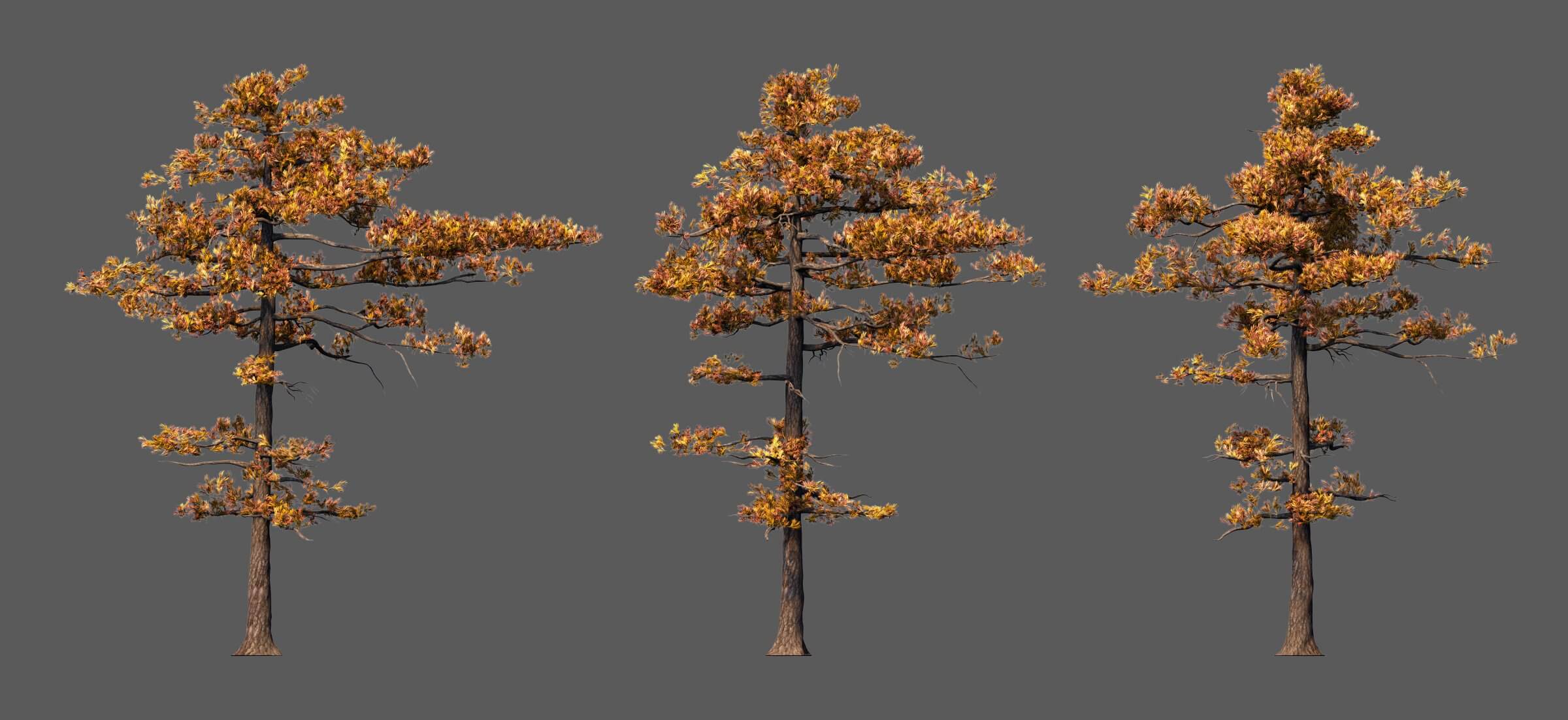Pine Tree - 3D Model by tingting