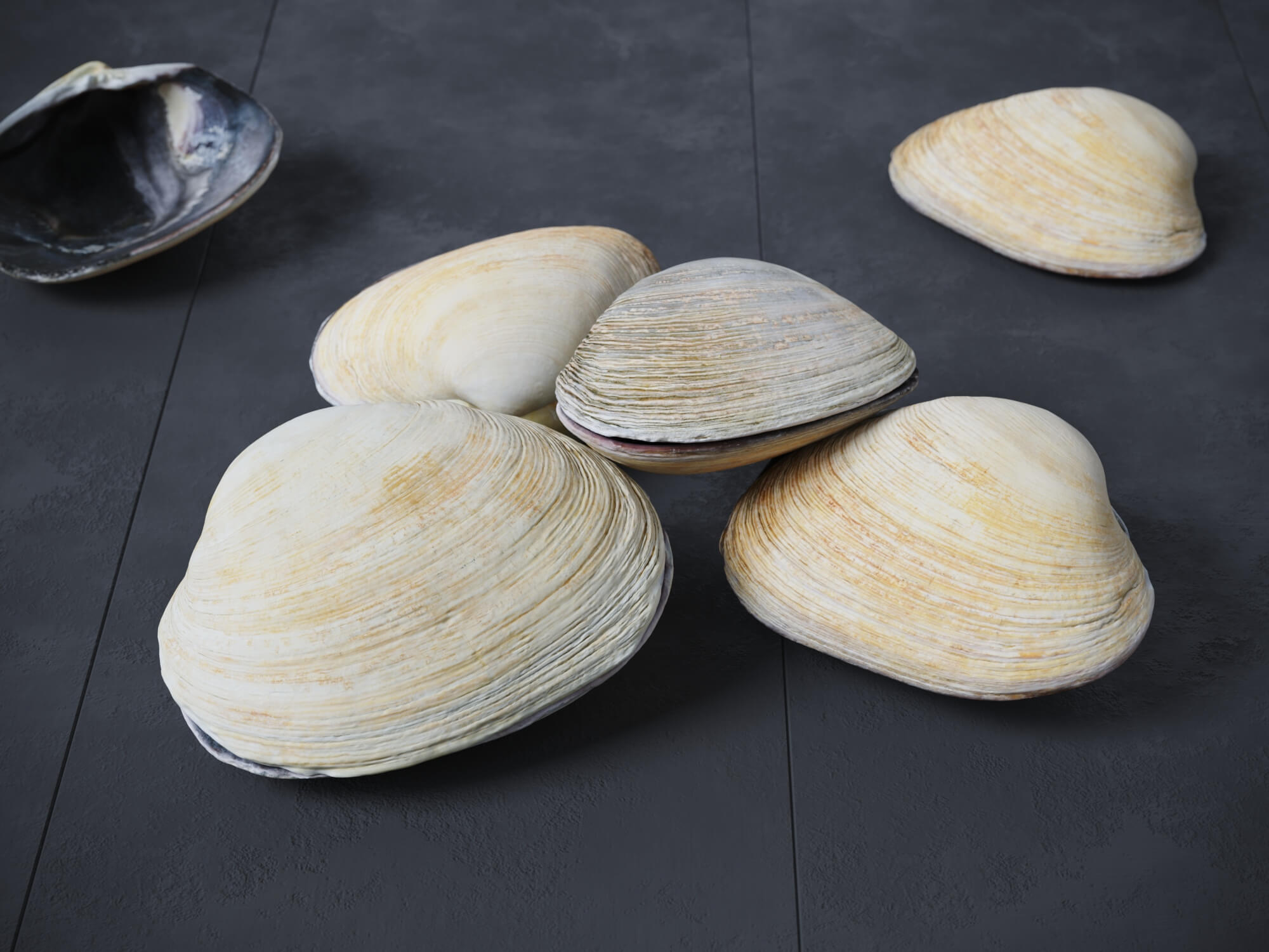 Clams 1 Free - Free 3D Model by TmHill