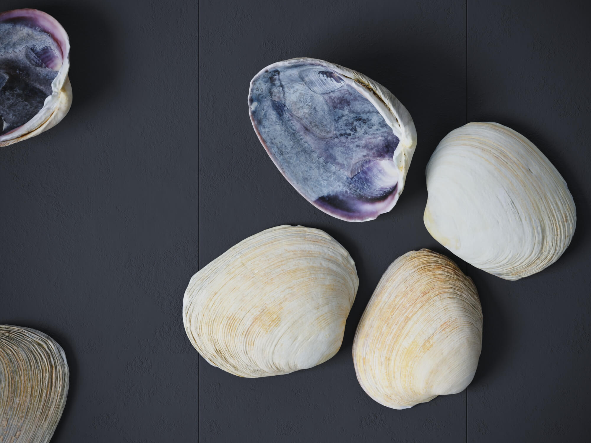 Clams 1 Free - Free 3D Model by TmHill