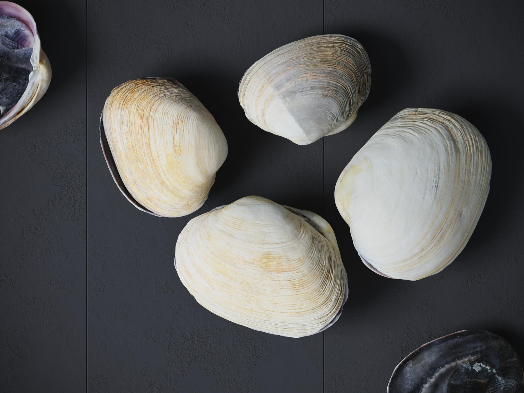 Clams 1 Free - Free 3D Model by TmHill