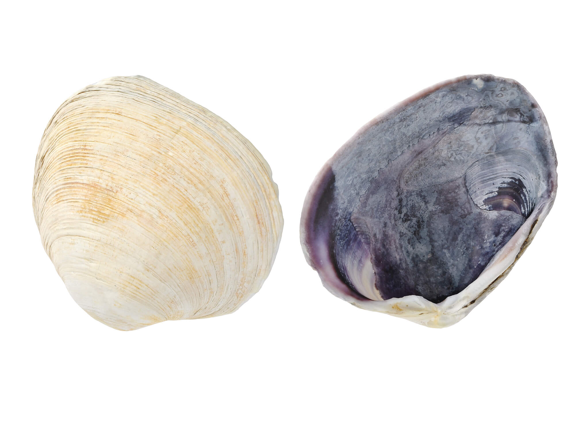 Clams 1 Free - Free 3D Model by TmHill