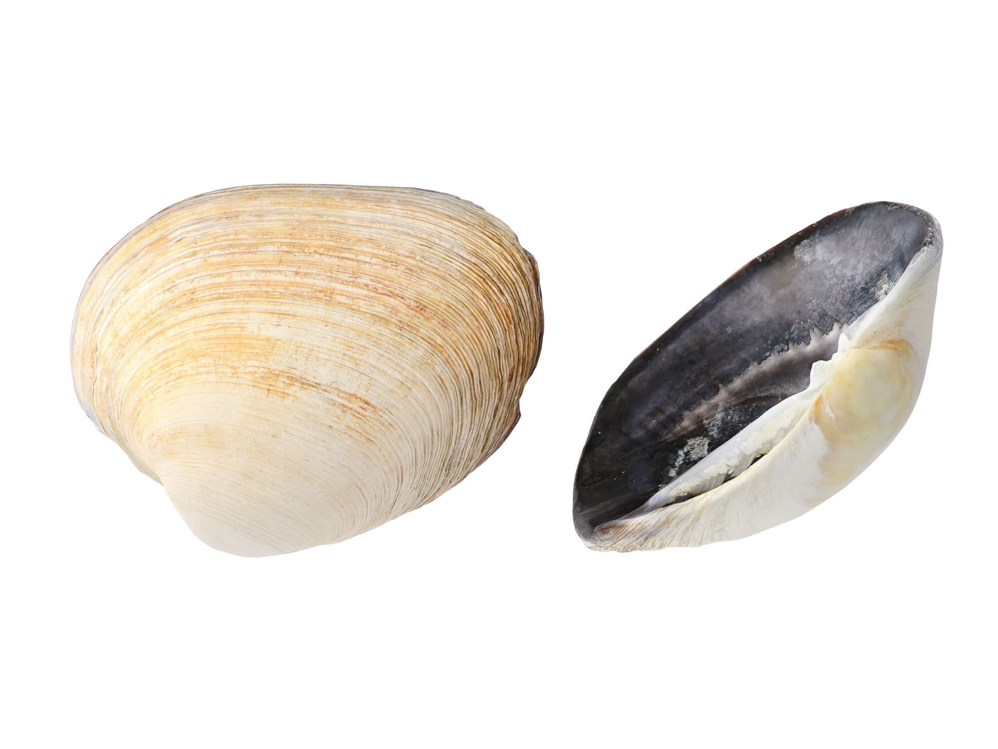 Clams 1 Free - Free 3D Model by TmHill