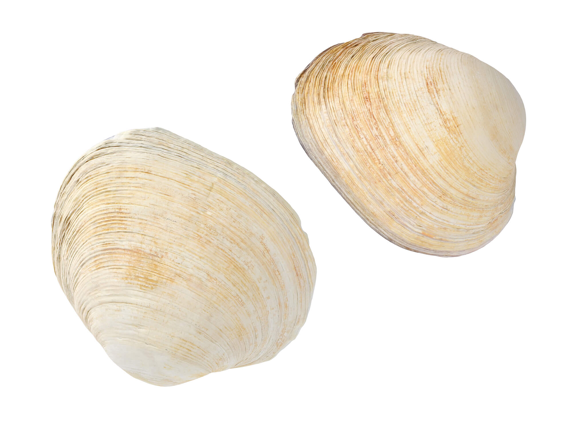 Clams 1 Free - Free 3D Model by TmHill