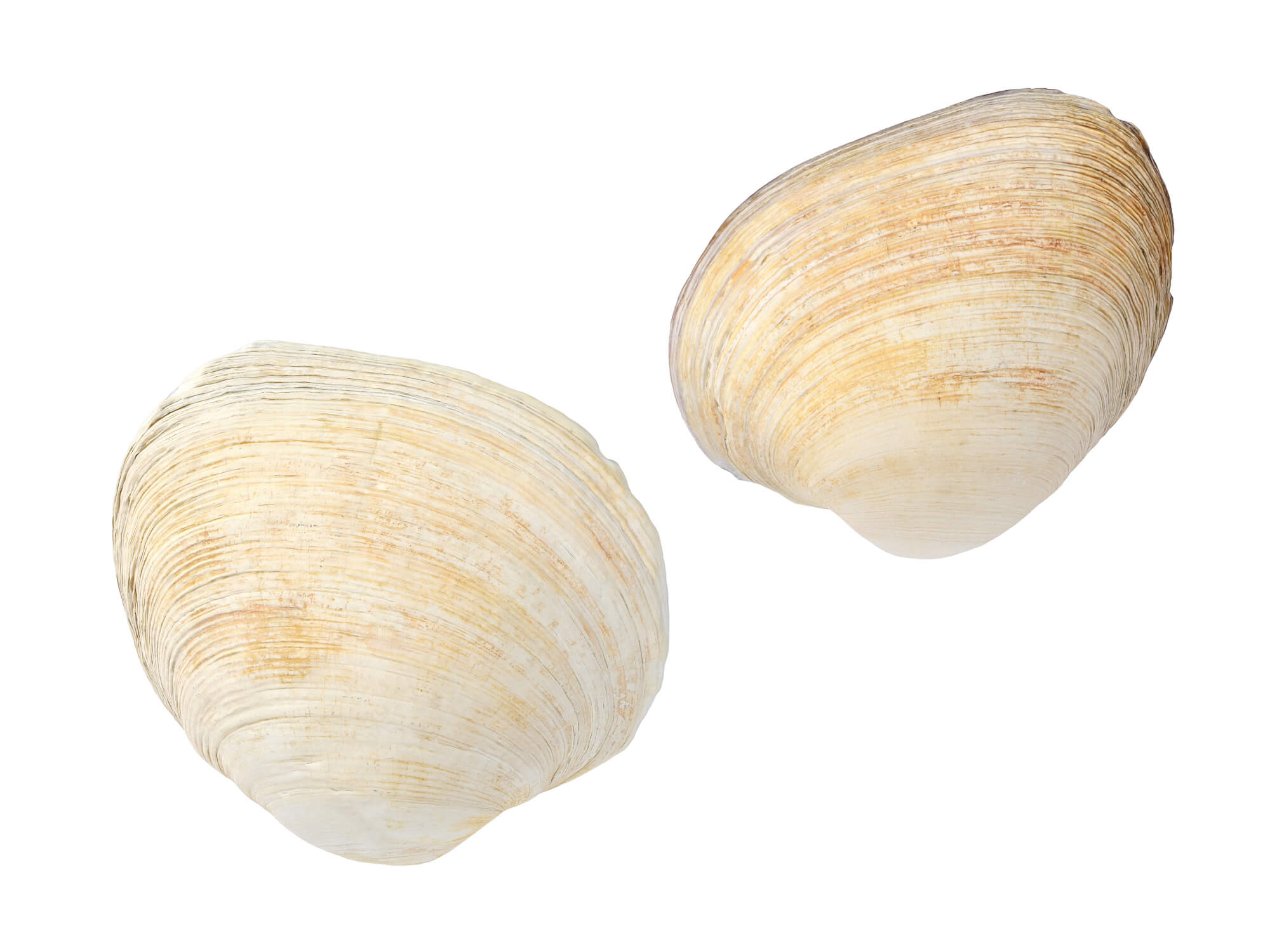 Clams 1 Free - Free 3D Model by TmHill
