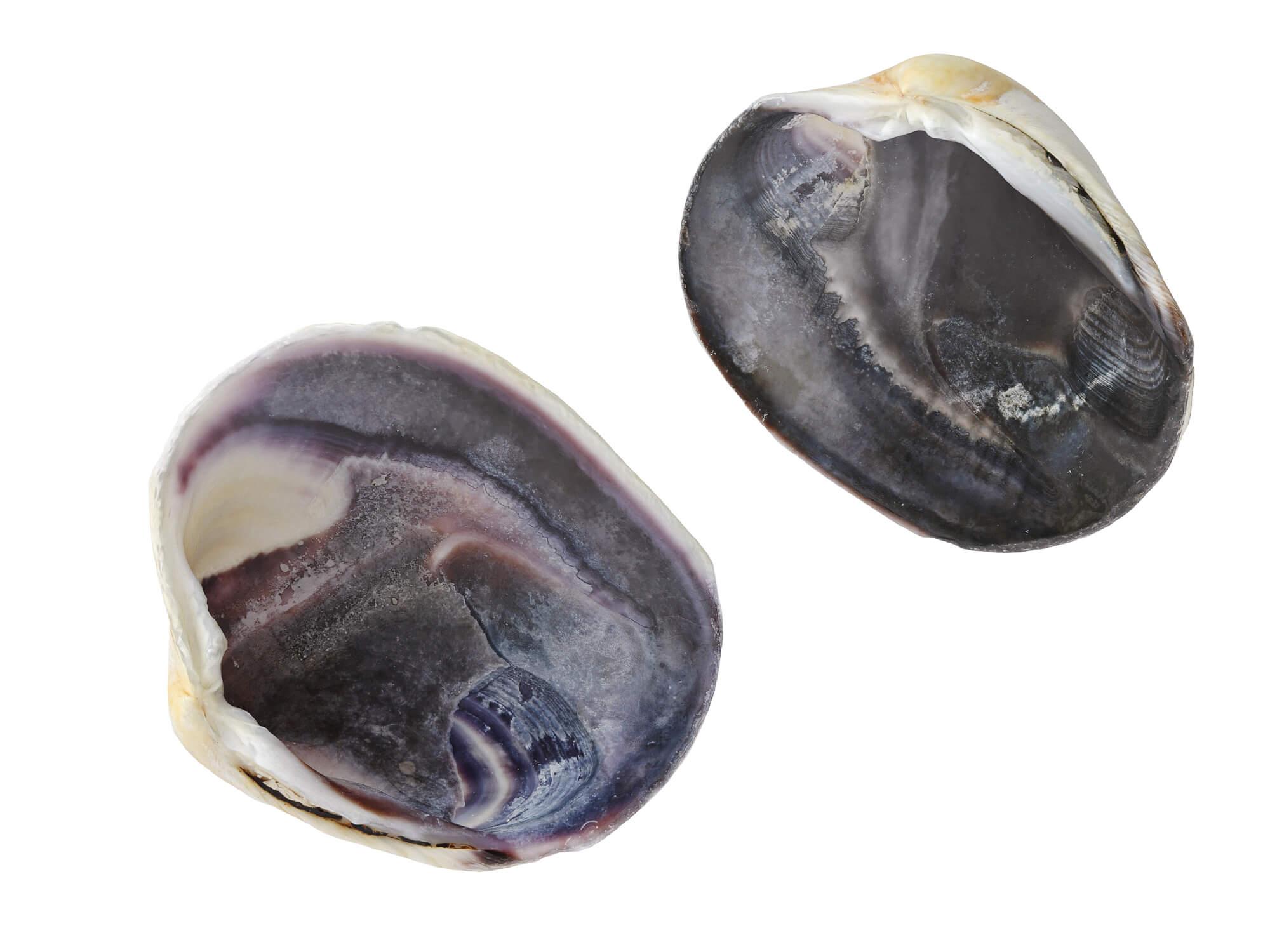 Clams 1 Free - Free 3D Model by TmHill