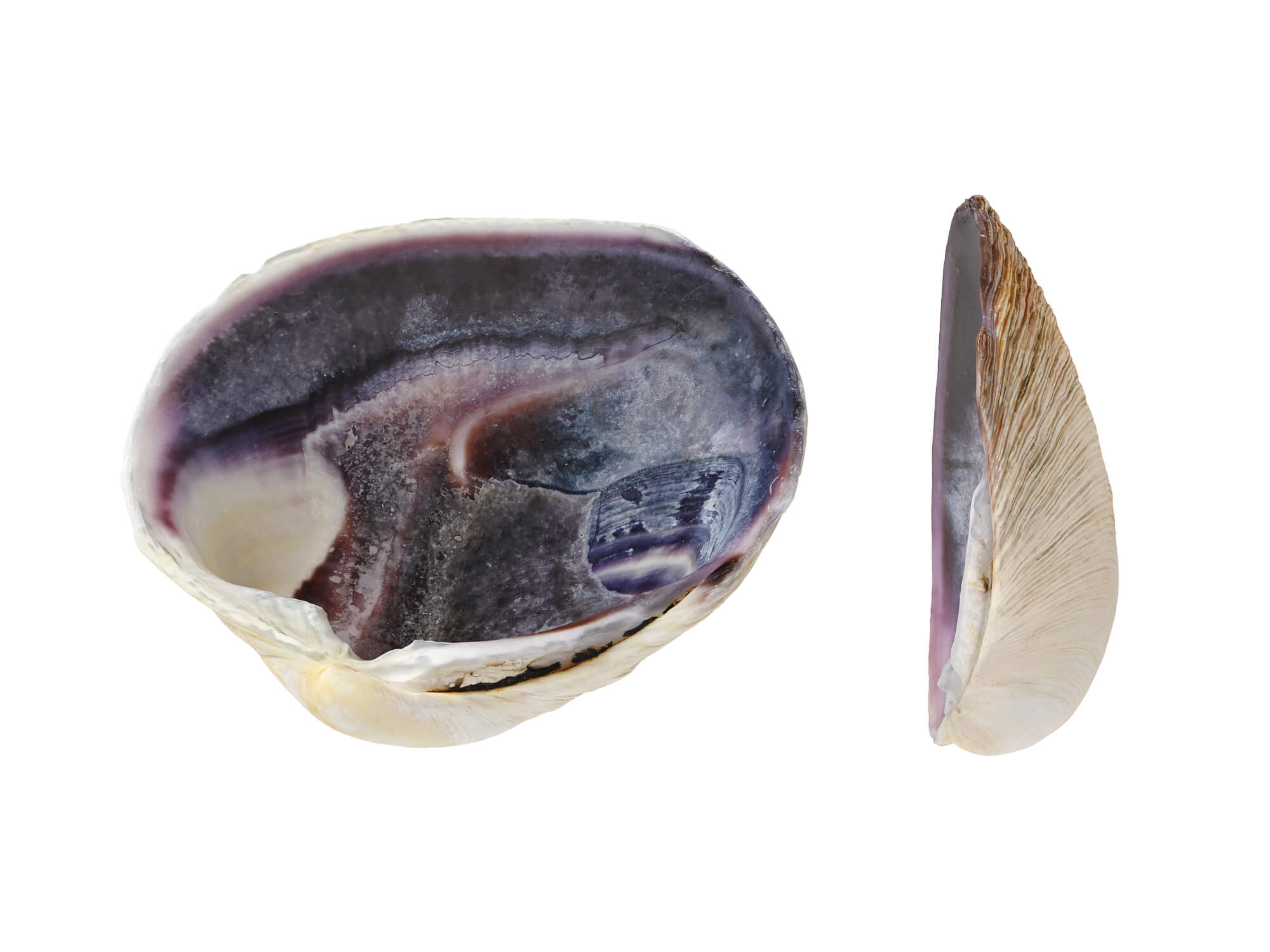 Clams 1 Free - Free 3D Model by TmHill