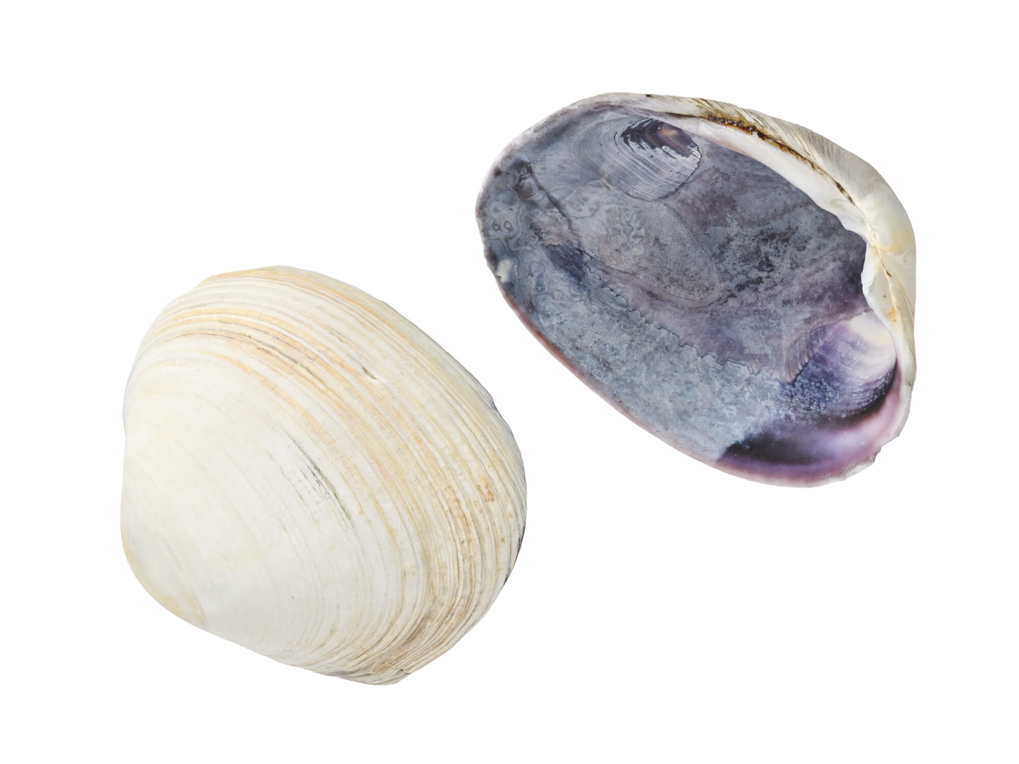 Clams 1 Free - Free 3D Model by TmHill