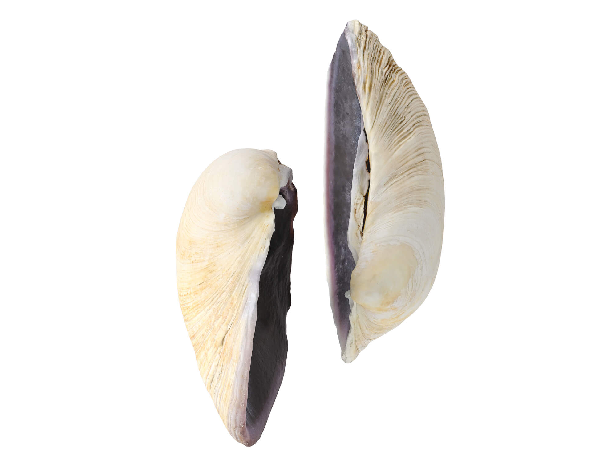 Clams 1 Free - Free 3D Model by TmHill