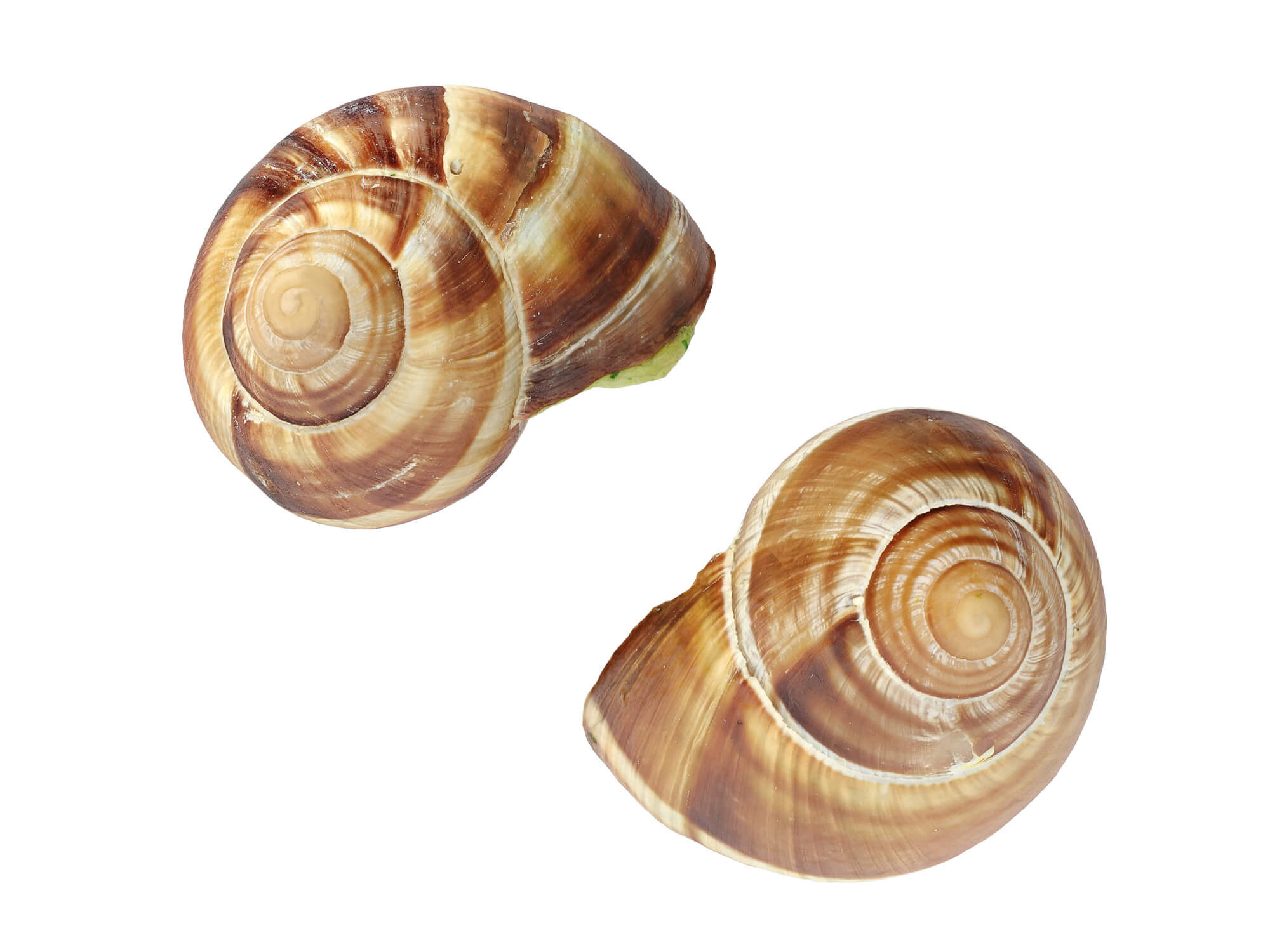Escargots (Snails) 7 Models - 3D Model by TmHill