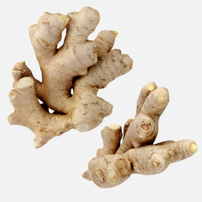 Ginger 4 Models - 3D Model by TmHill