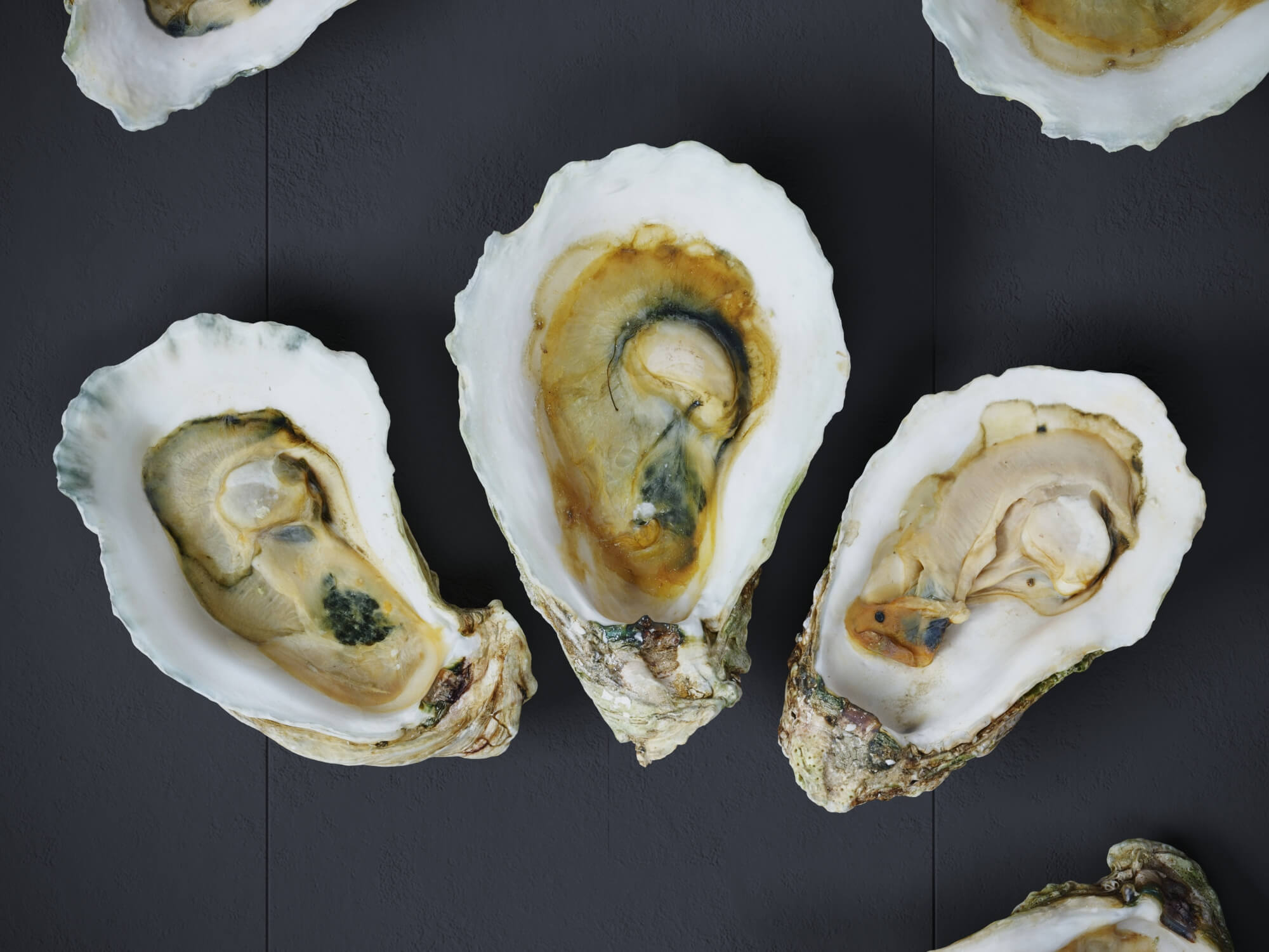 Half Shell Oysters 6 Models - 3D Model by TmHill
