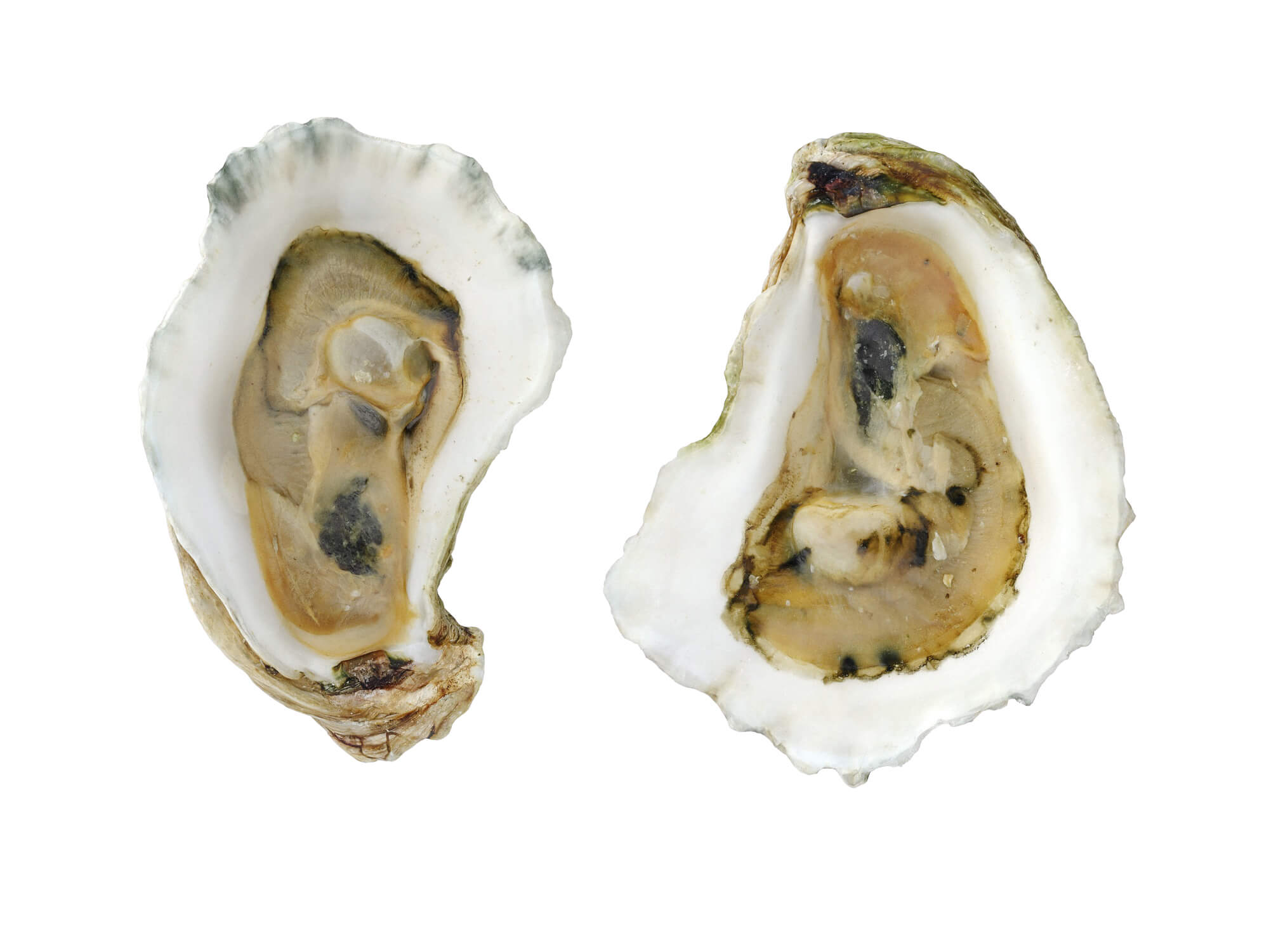 Half Shell Oysters 6 Models - 3D Model by TmHill