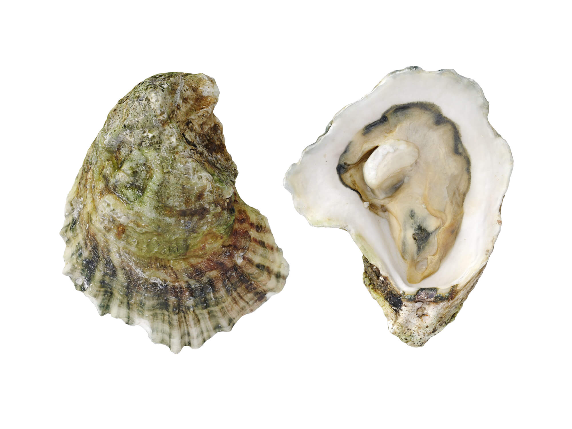 Half Shell Oysters 6 Models - 3D Model by TmHill