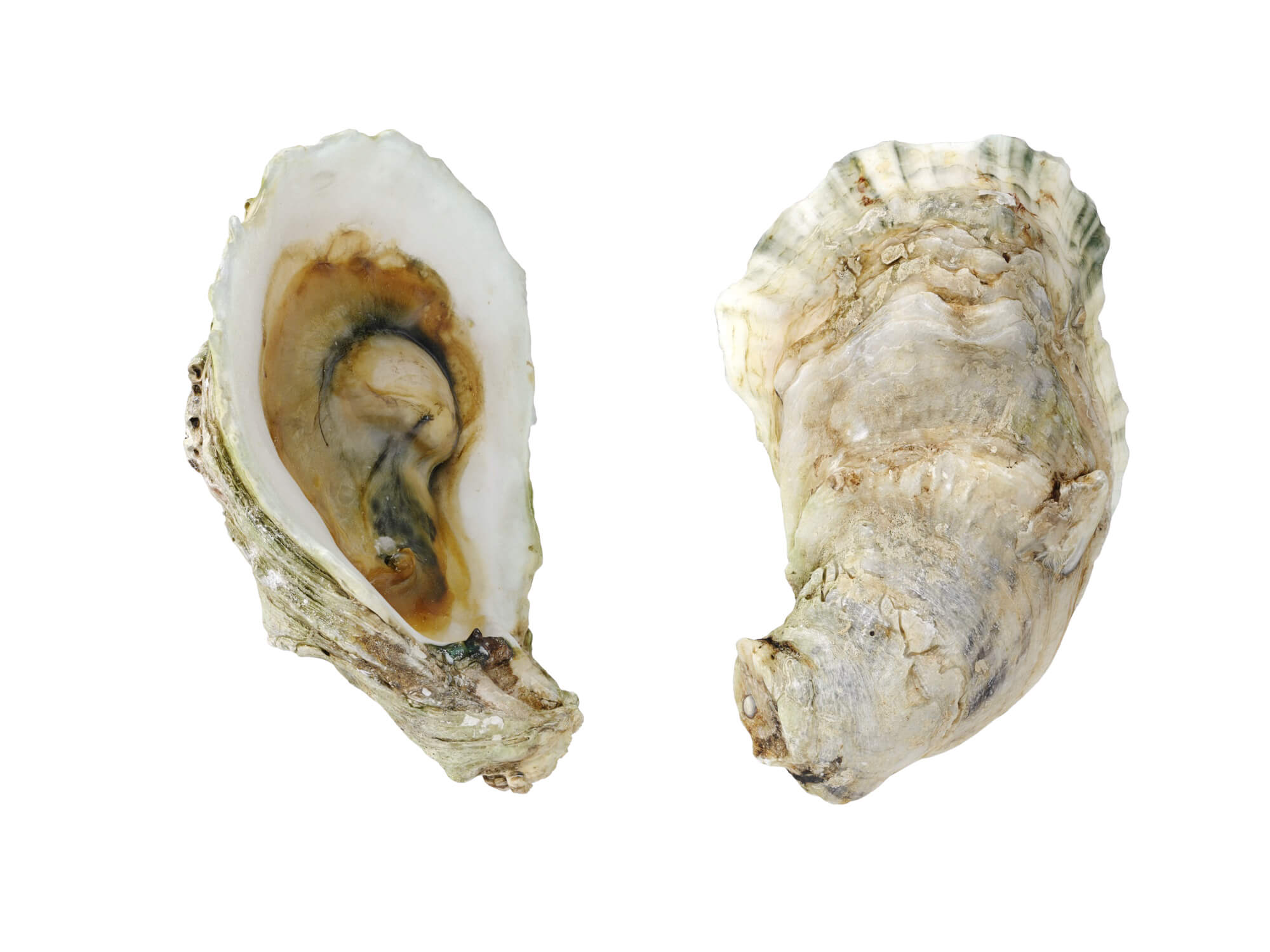 Half Shell Oysters 6 Models - 3D Model by TmHill