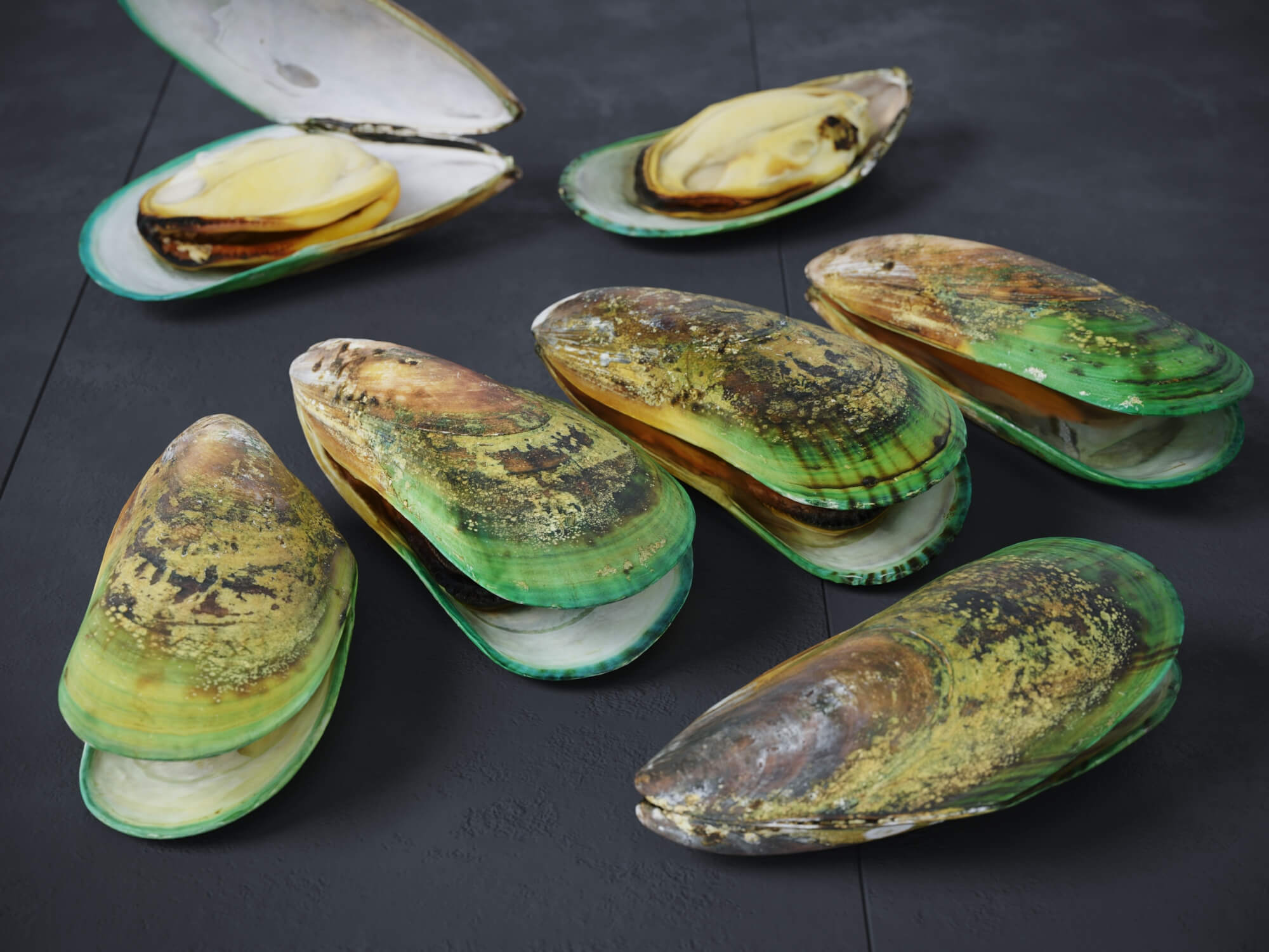 Mussel Green Shell 7 Models - 3D Model by TmHill