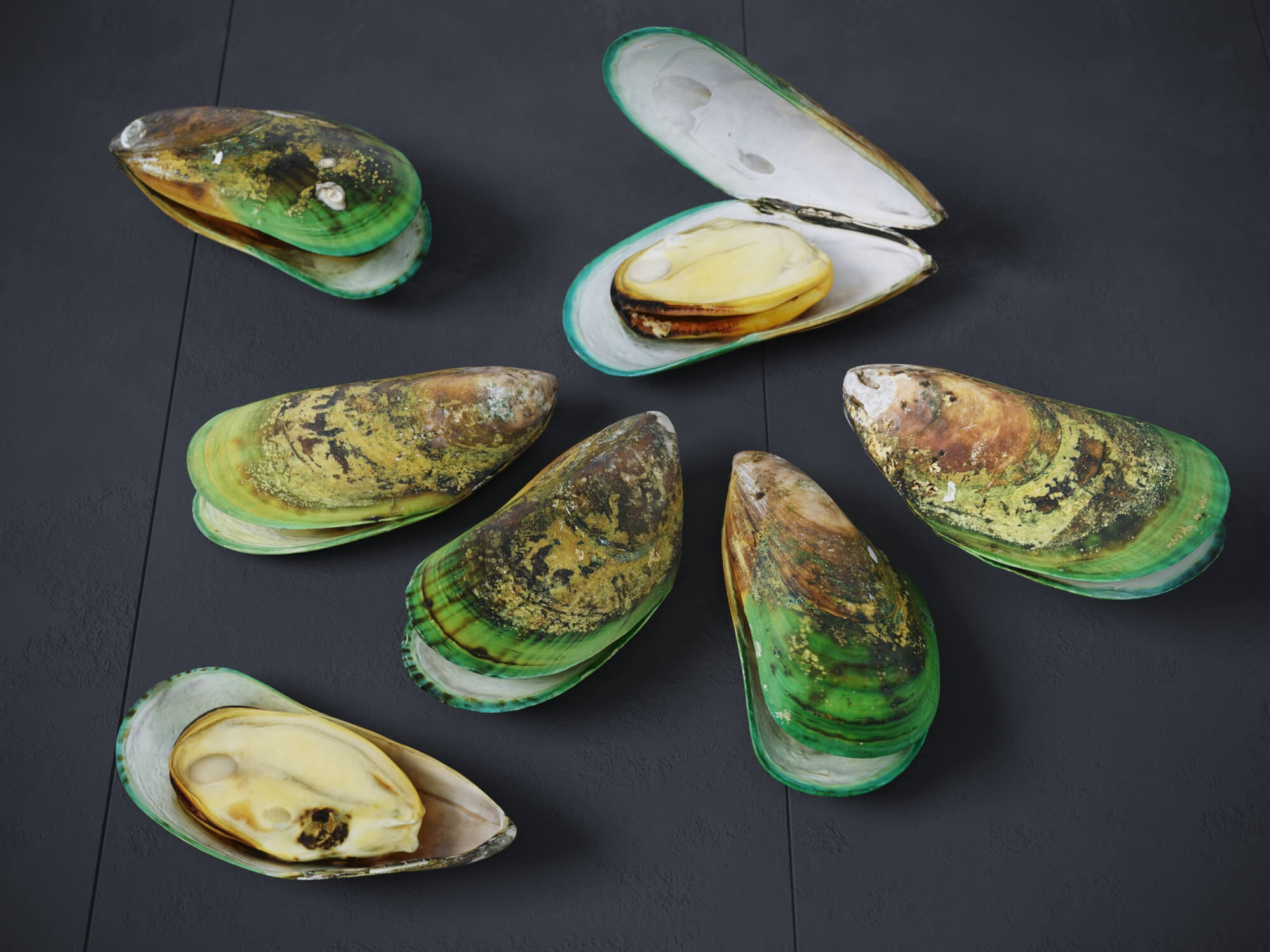 Mussel Green Shell 7 Models - 3D Model by TmHill