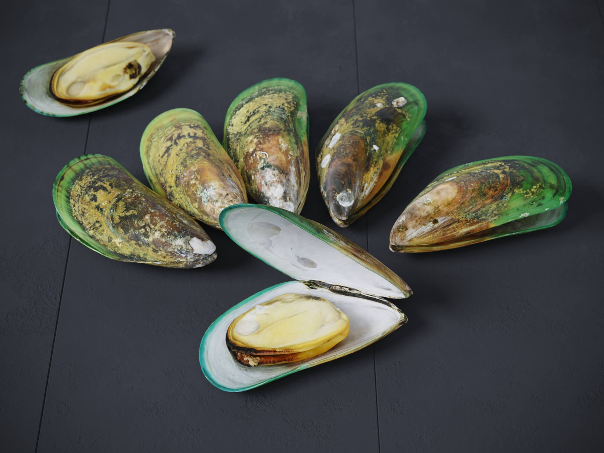 Mussel Green Shell 7 Models - 3D Model by TmHill