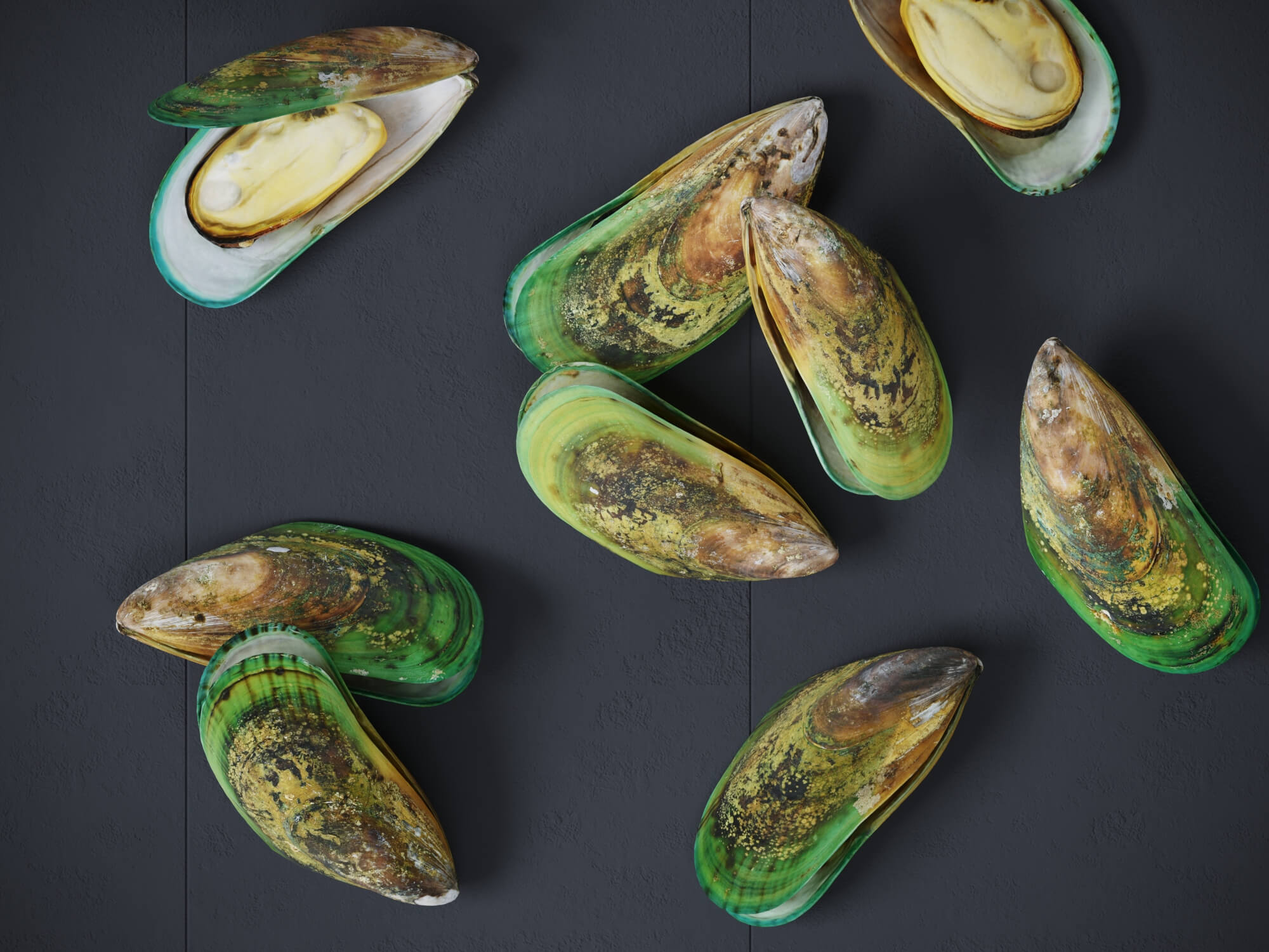 Mussel Green Shell 7 Models - 3D Model by TmHill
