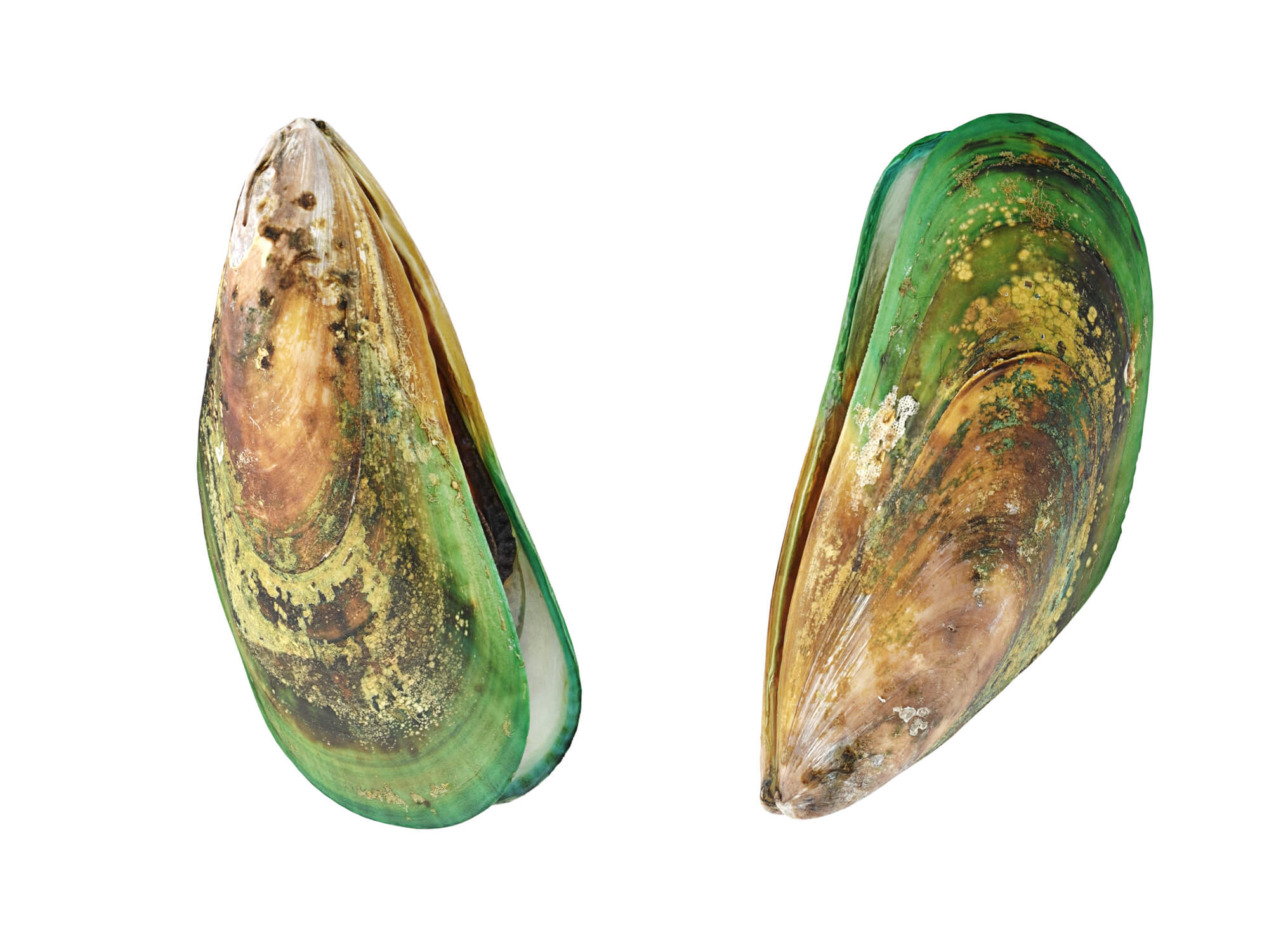 Mussel Green Shell 7 Models - 3D Model by TmHill