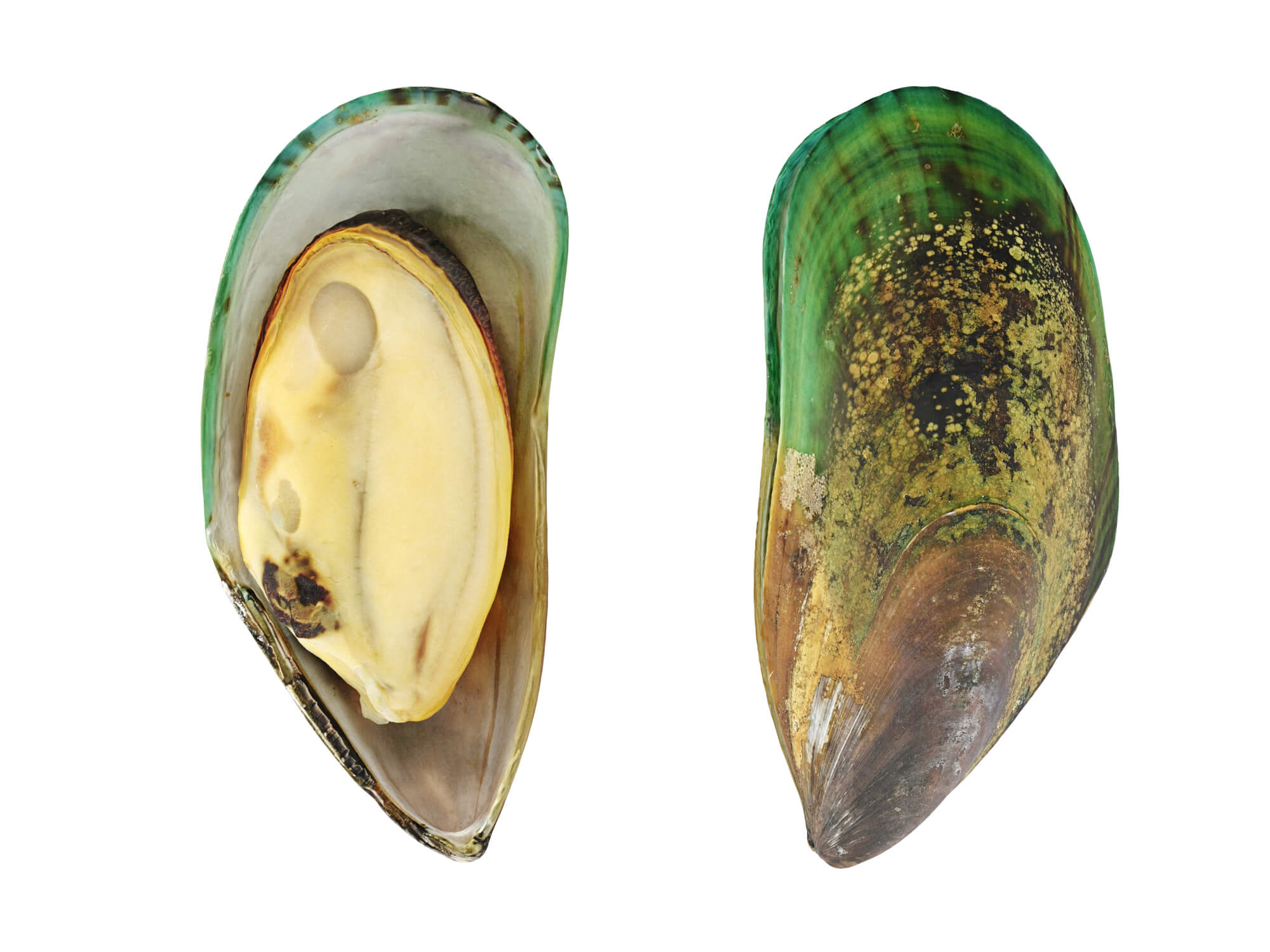 Mussel Green Shell 7 Models - 3D Model by TmHill