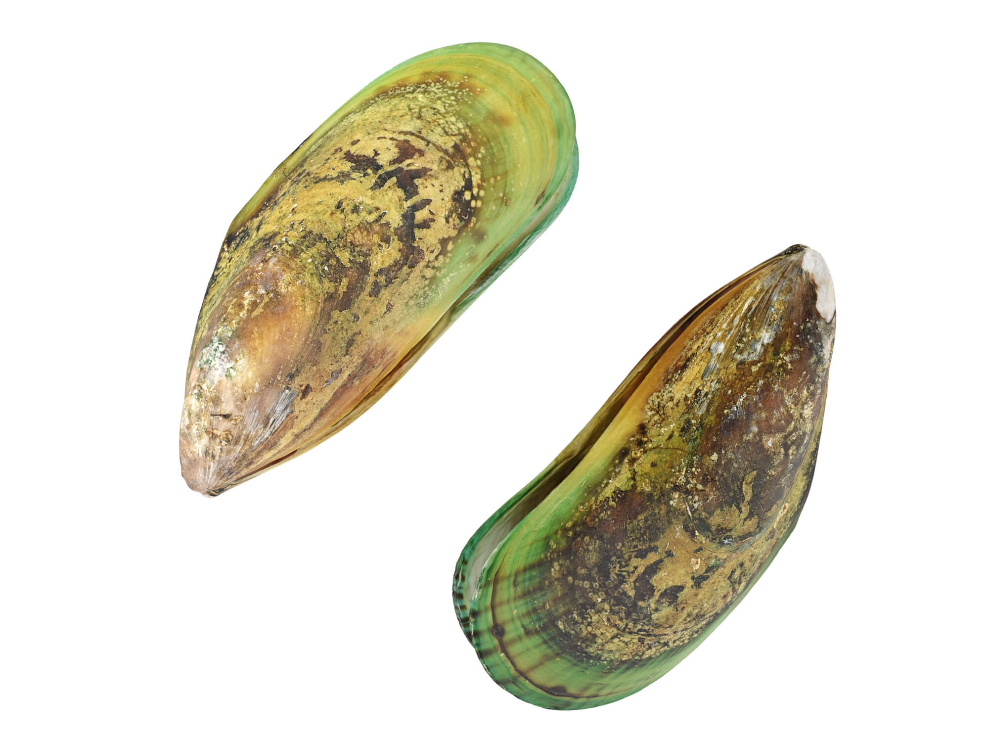 Mussel Green Shell 7 Models - 3D Model by TmHill