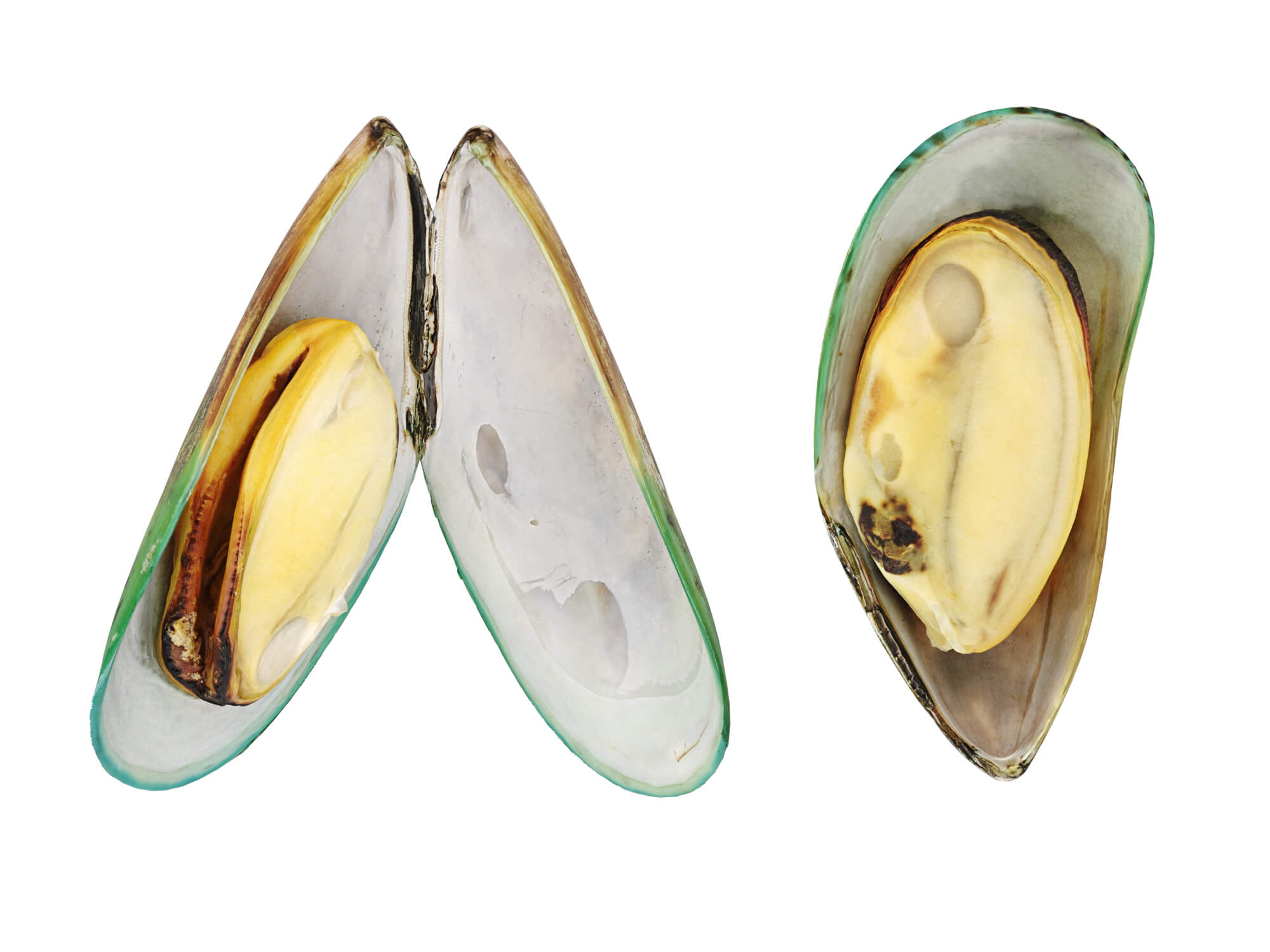 Mussel Green Shell 7 Models - 3D Model by TmHill