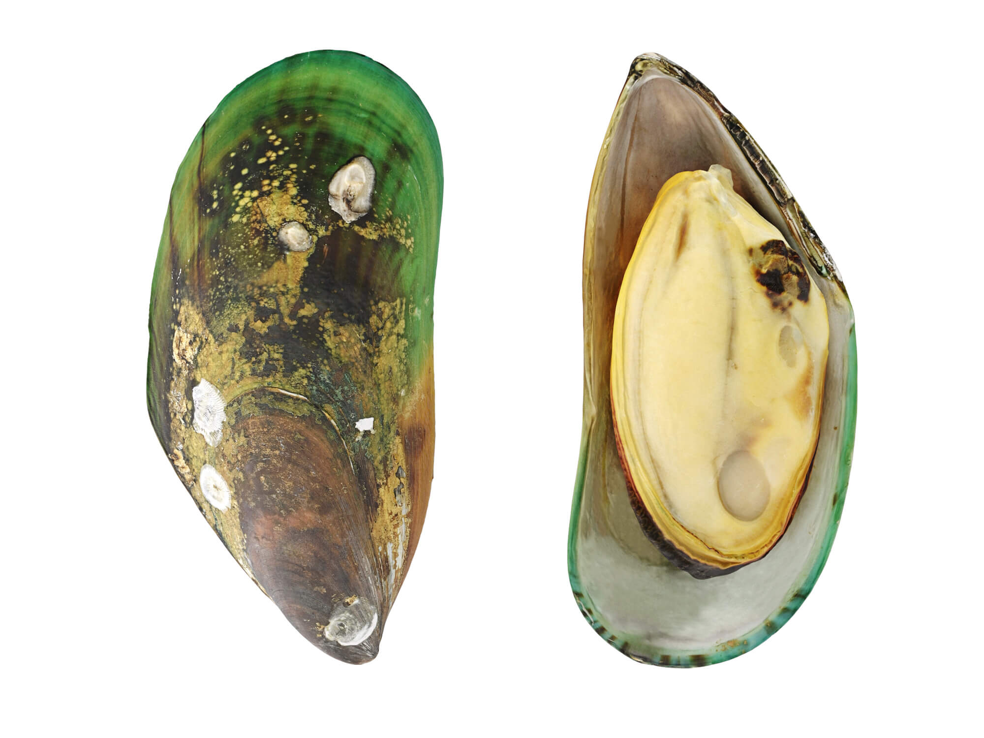 Mussel Green Shell 7 Models - 3D Model by TmHill