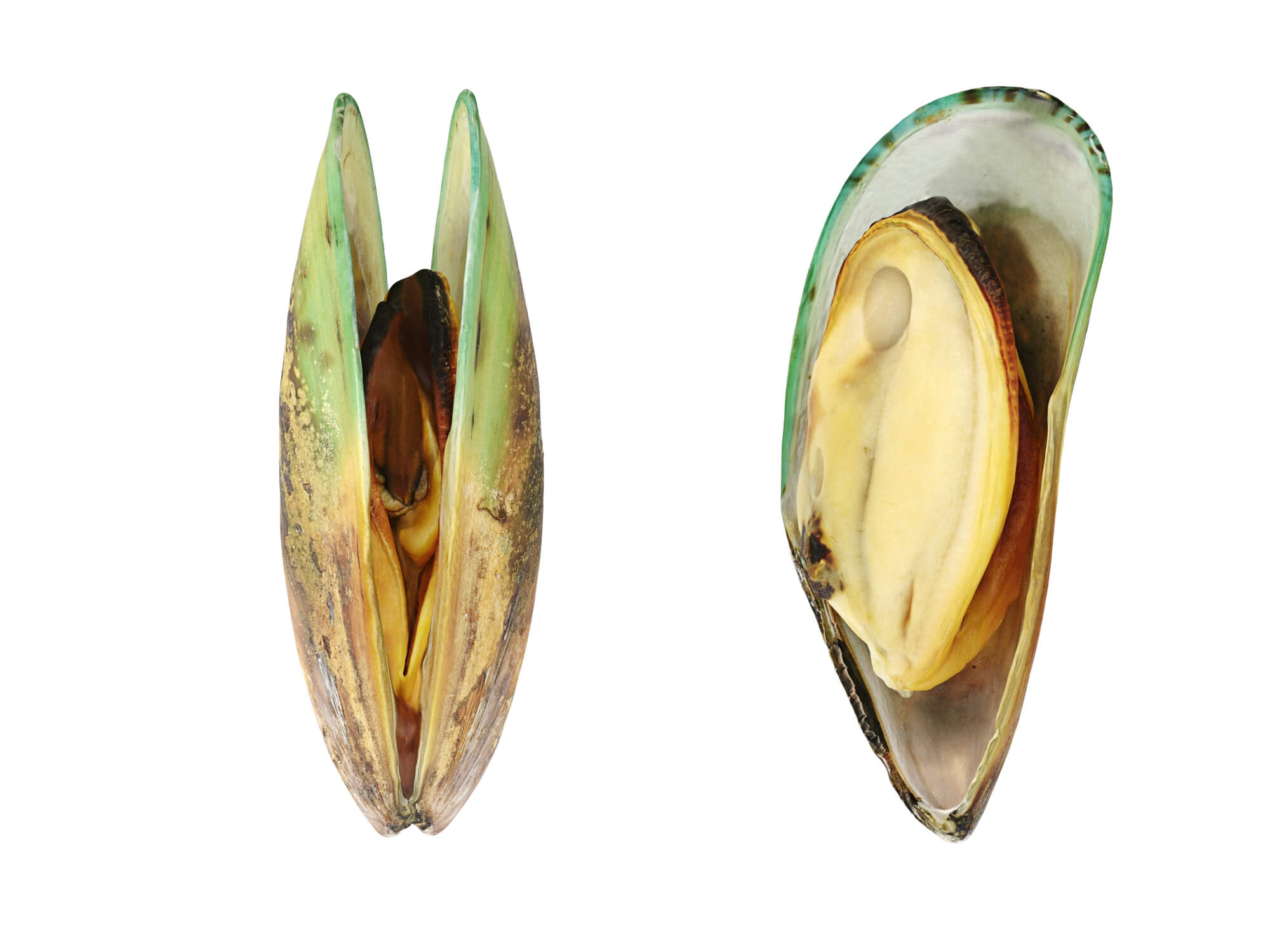 Mussel Green Shell 7 Models - 3D Model by TmHill