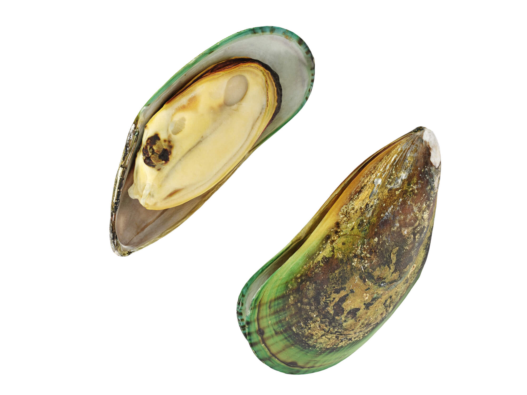 Mussel Green Shell 7 Models - 3D Model by TmHill