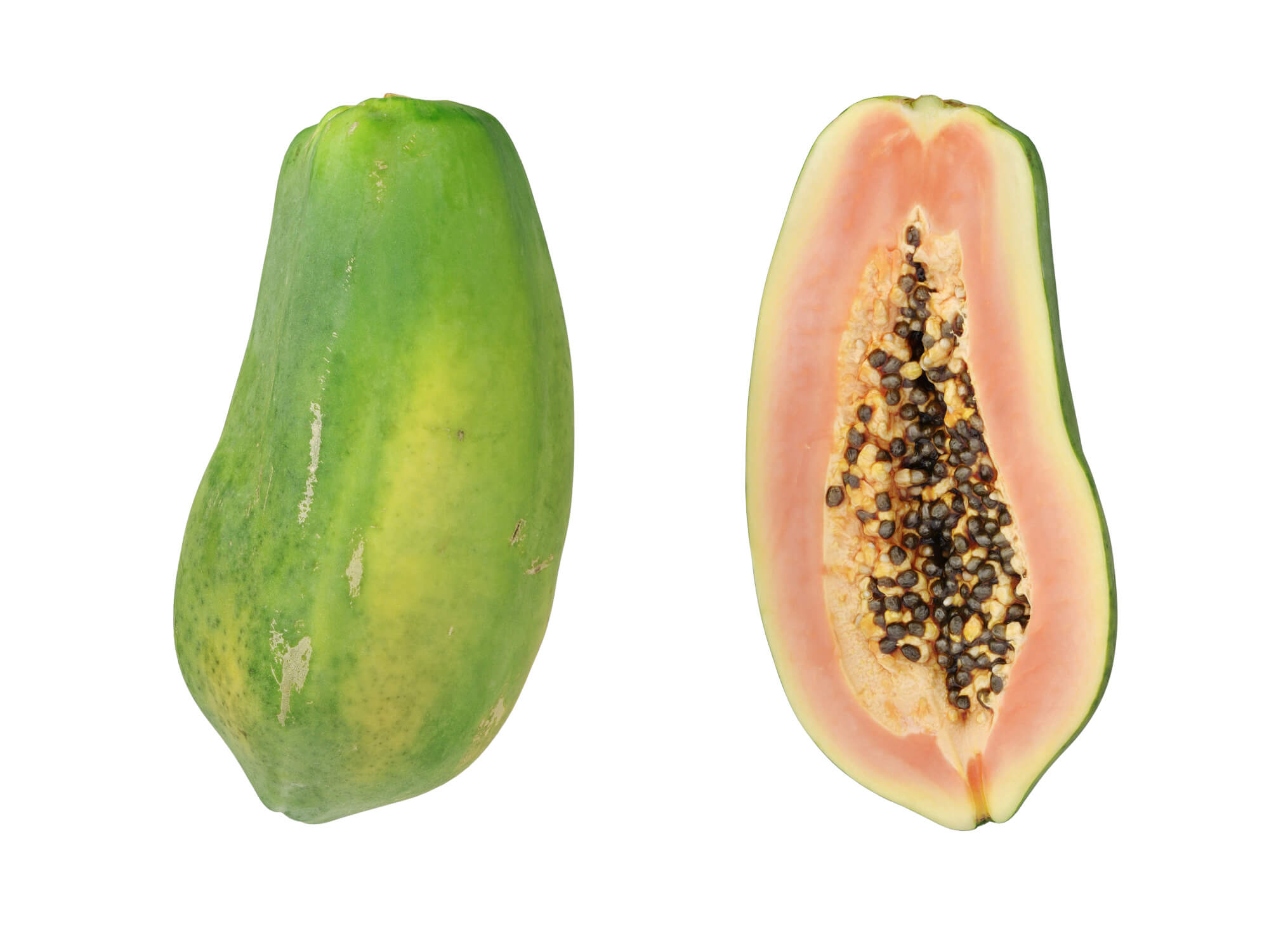 Papaya 10 Models - 3D Model by TmHill