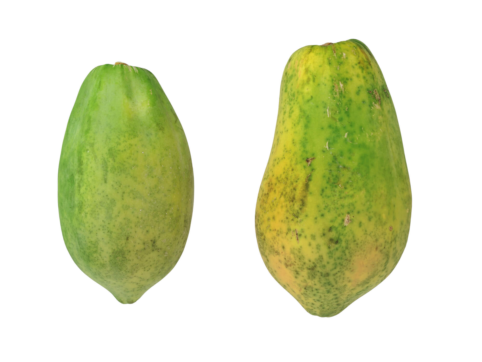 Papaya 10 Models - 3D Model by TmHill