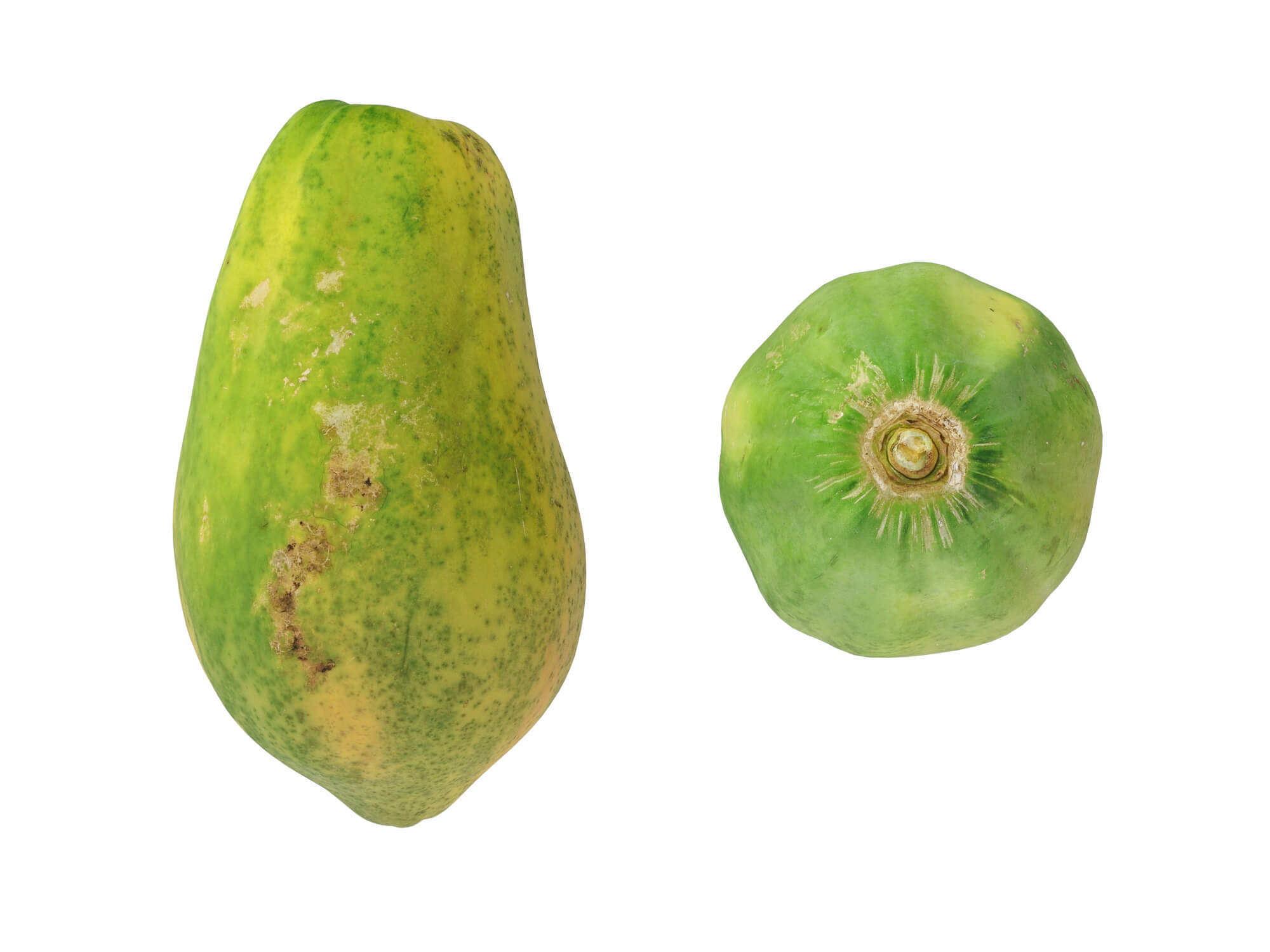 Papaya 10 Models - 3D Model by TmHill