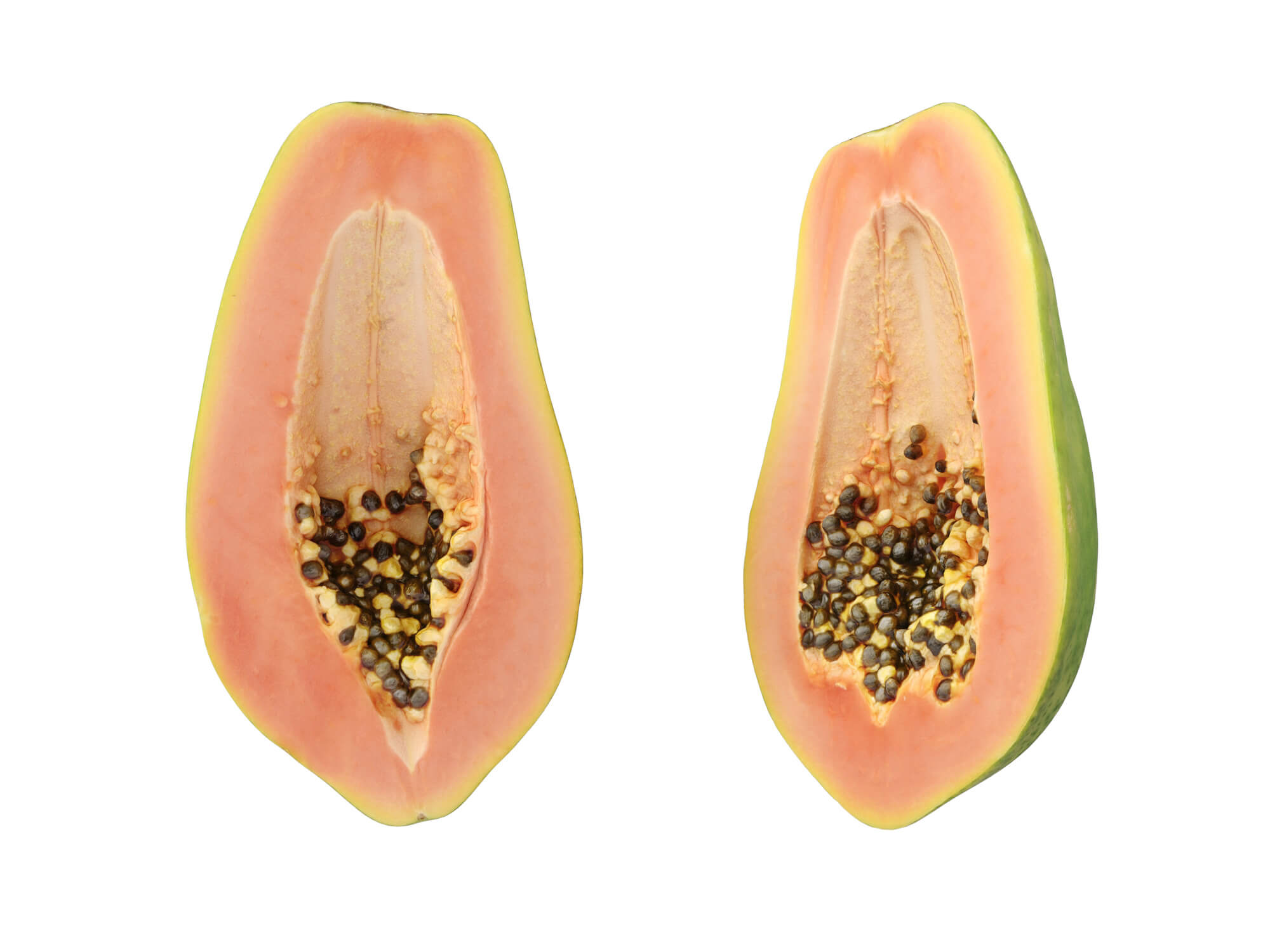 Papaya 10 Models - 3D Model by TmHill