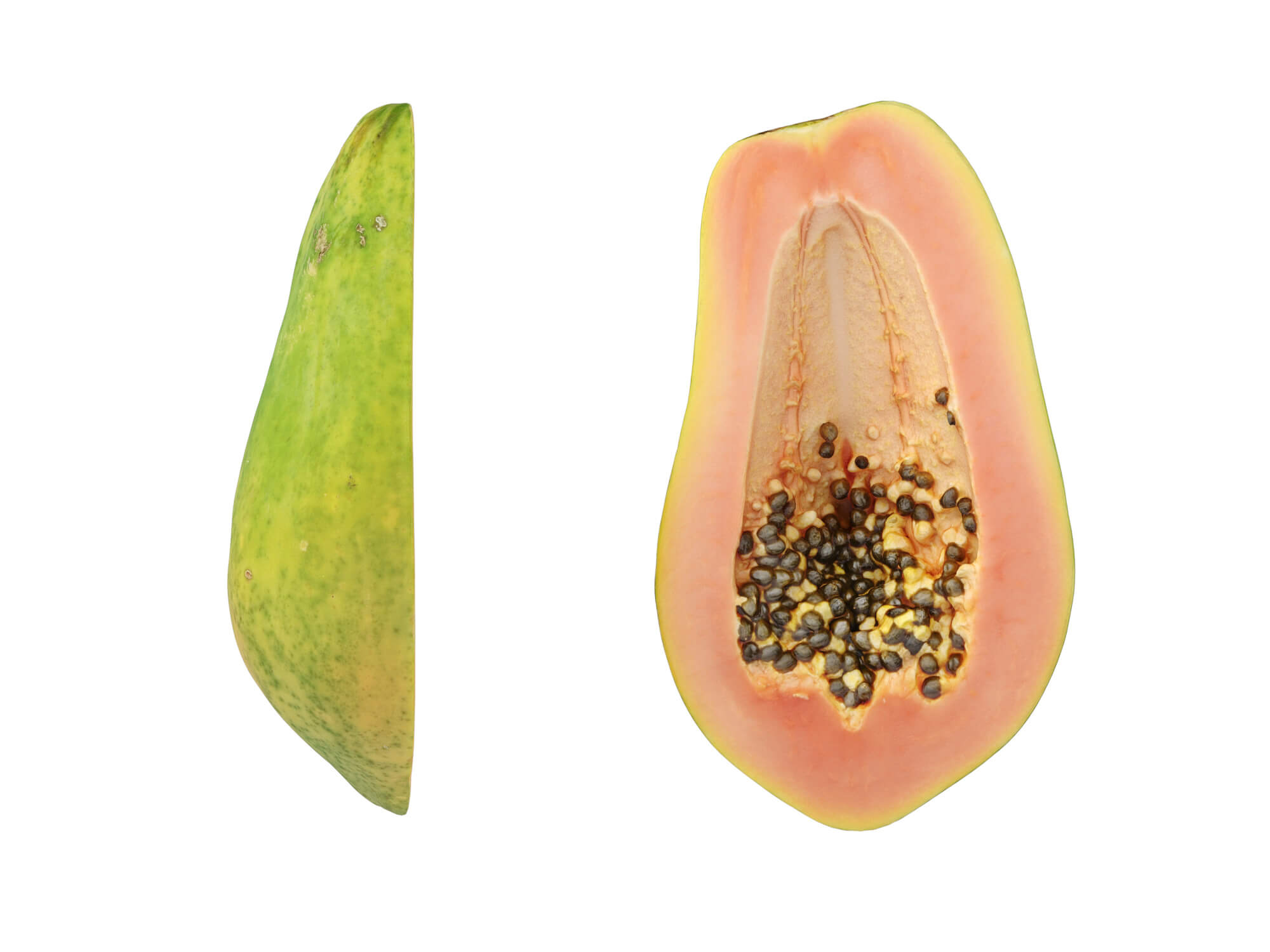 Papaya 10 Models - 3D Model by TmHill