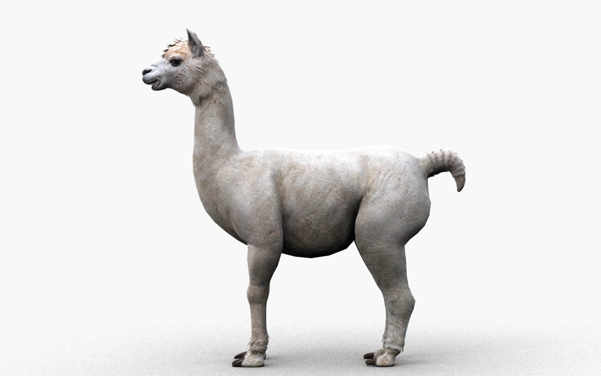 Alpaca - 3D Model by tomoplace