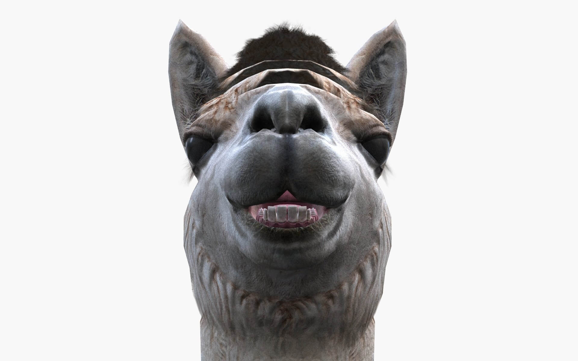 Alpaca - 3D Model by tomoplace