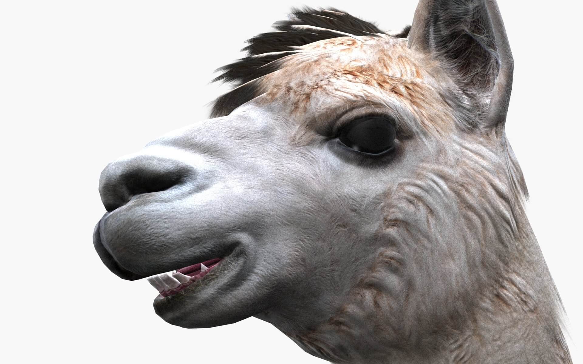 Alpaca - 3D Model by tomoplace