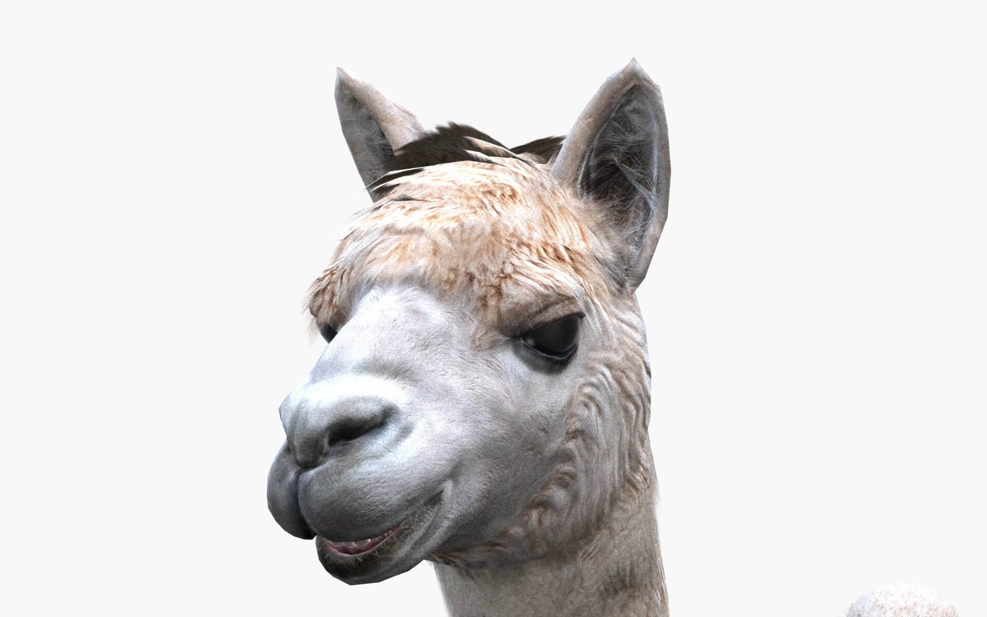 Alpaca - 3D Model by tomoplace