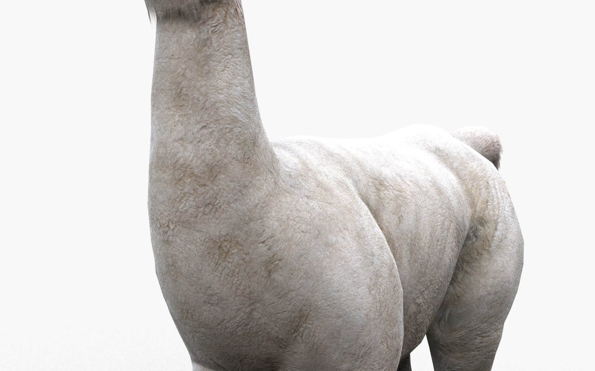 Alpaca - 3D Model by tomoplace