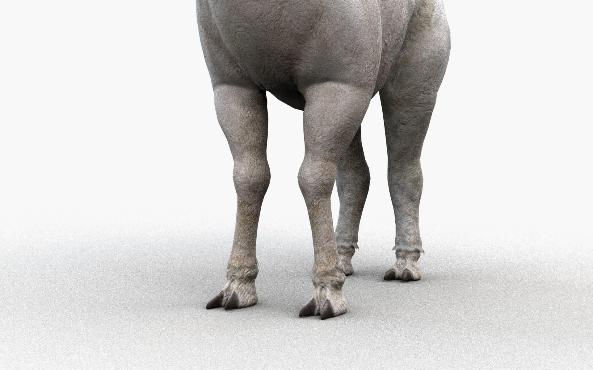 Alpaca - 3D Model by tomoplace