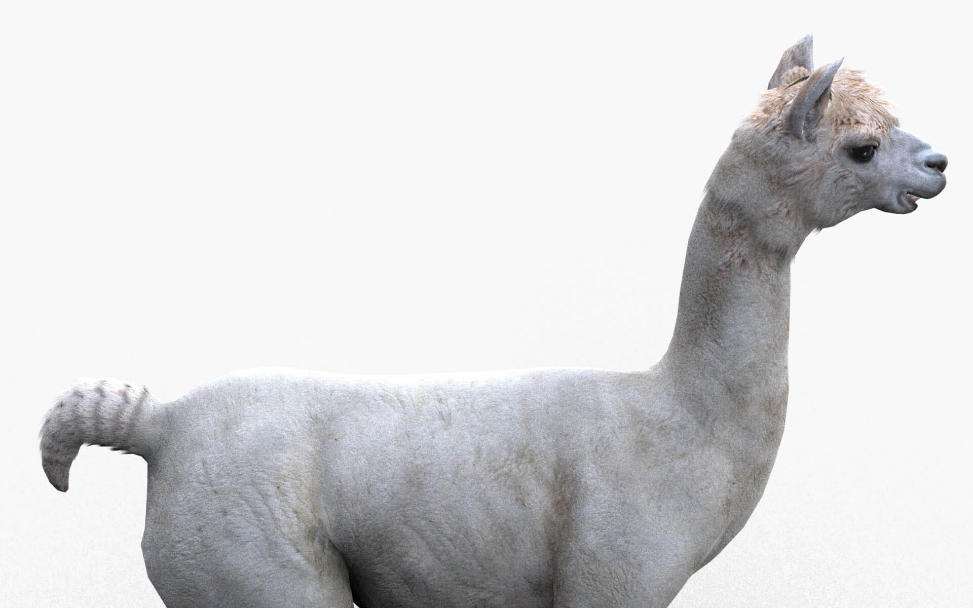 Alpaca - 3D Model by tomoplace