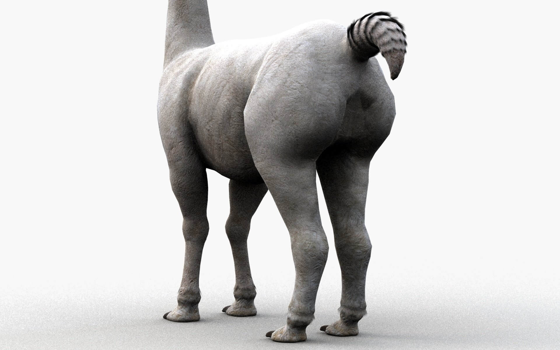 Alpaca - 3D Model by tomoplace